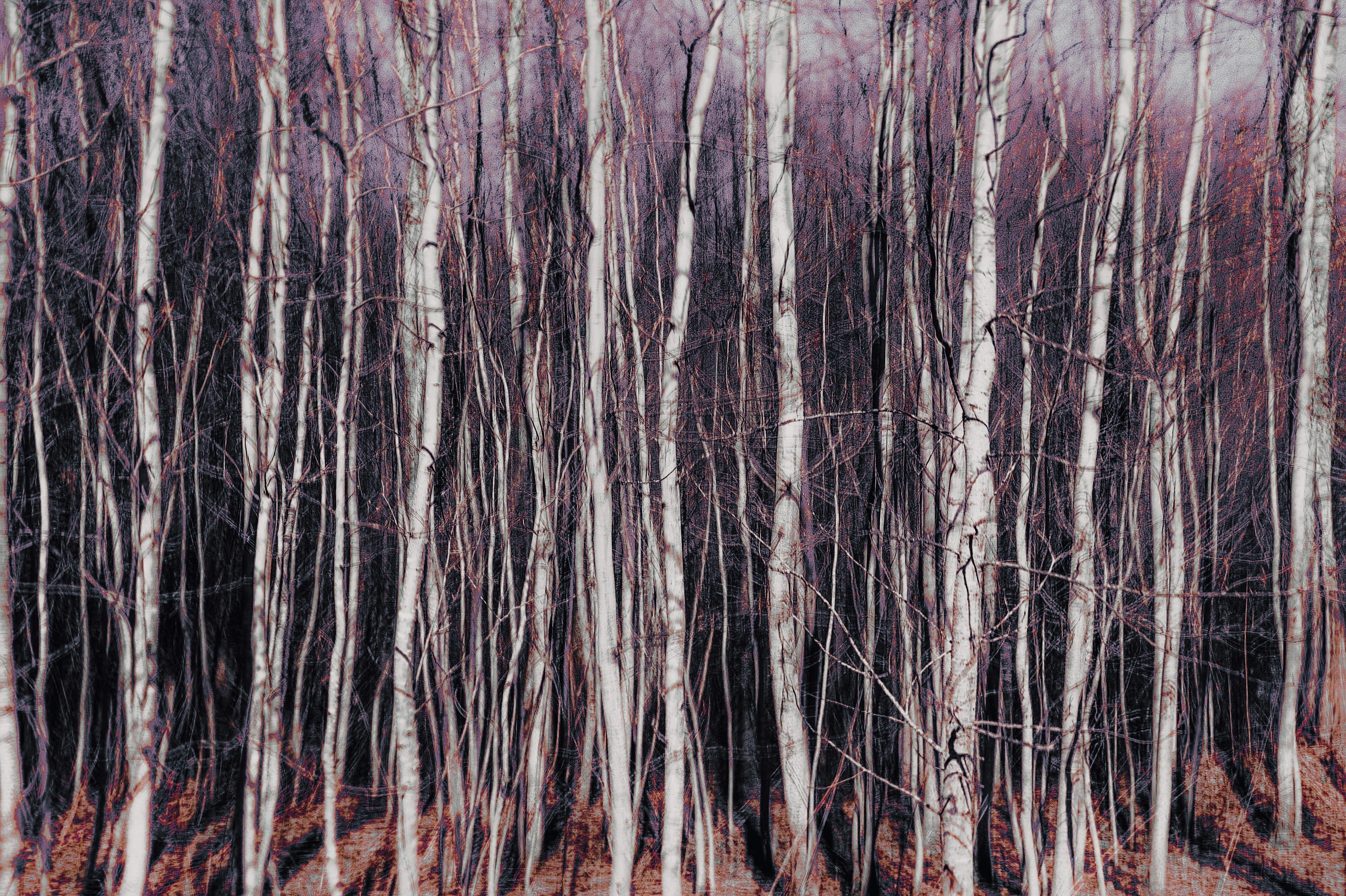 A forest filled with lots of tall white trees photo – Free Tree Image ...