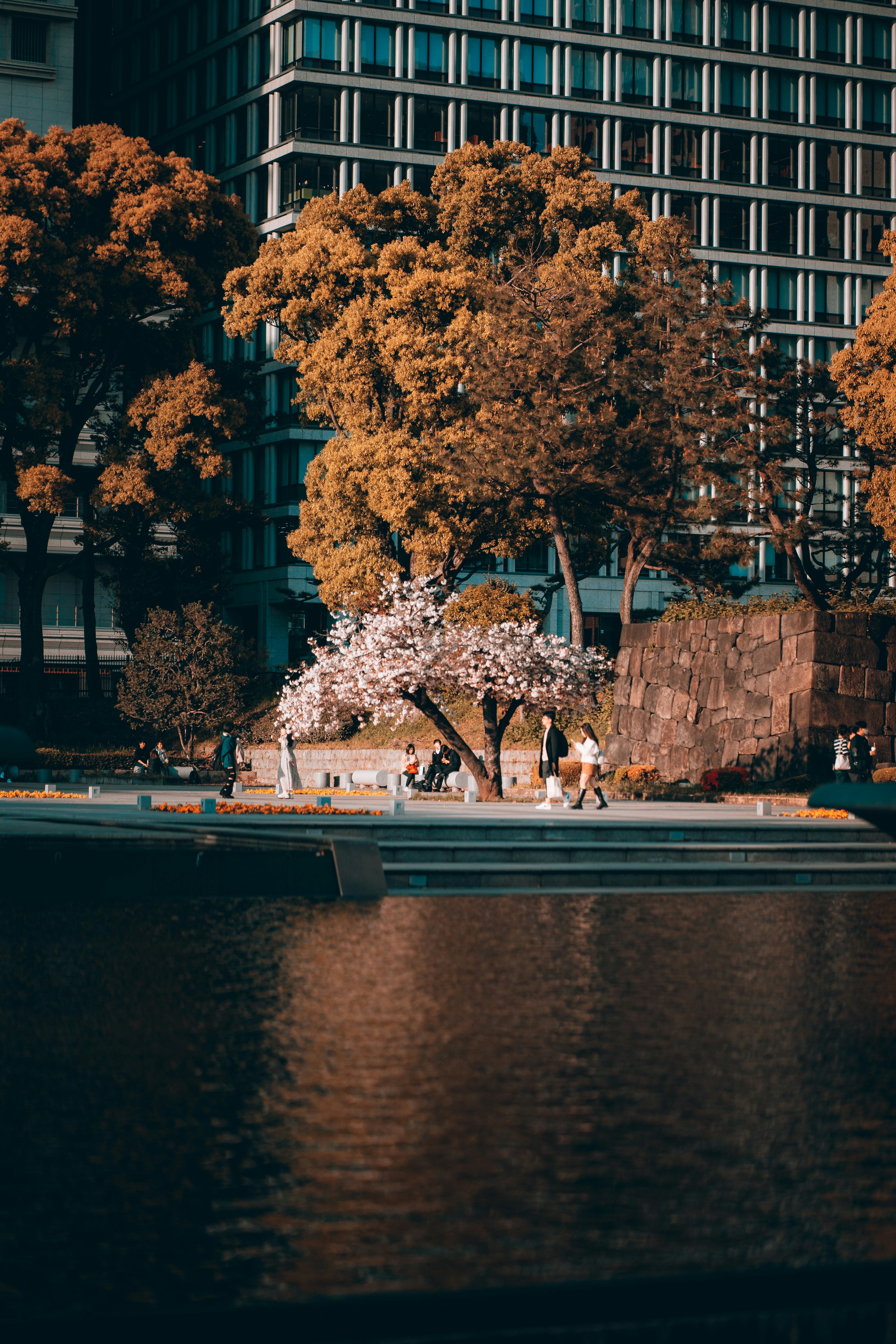 Cherry Blossom Riverside: A Quiet Moment Between Glass Towers