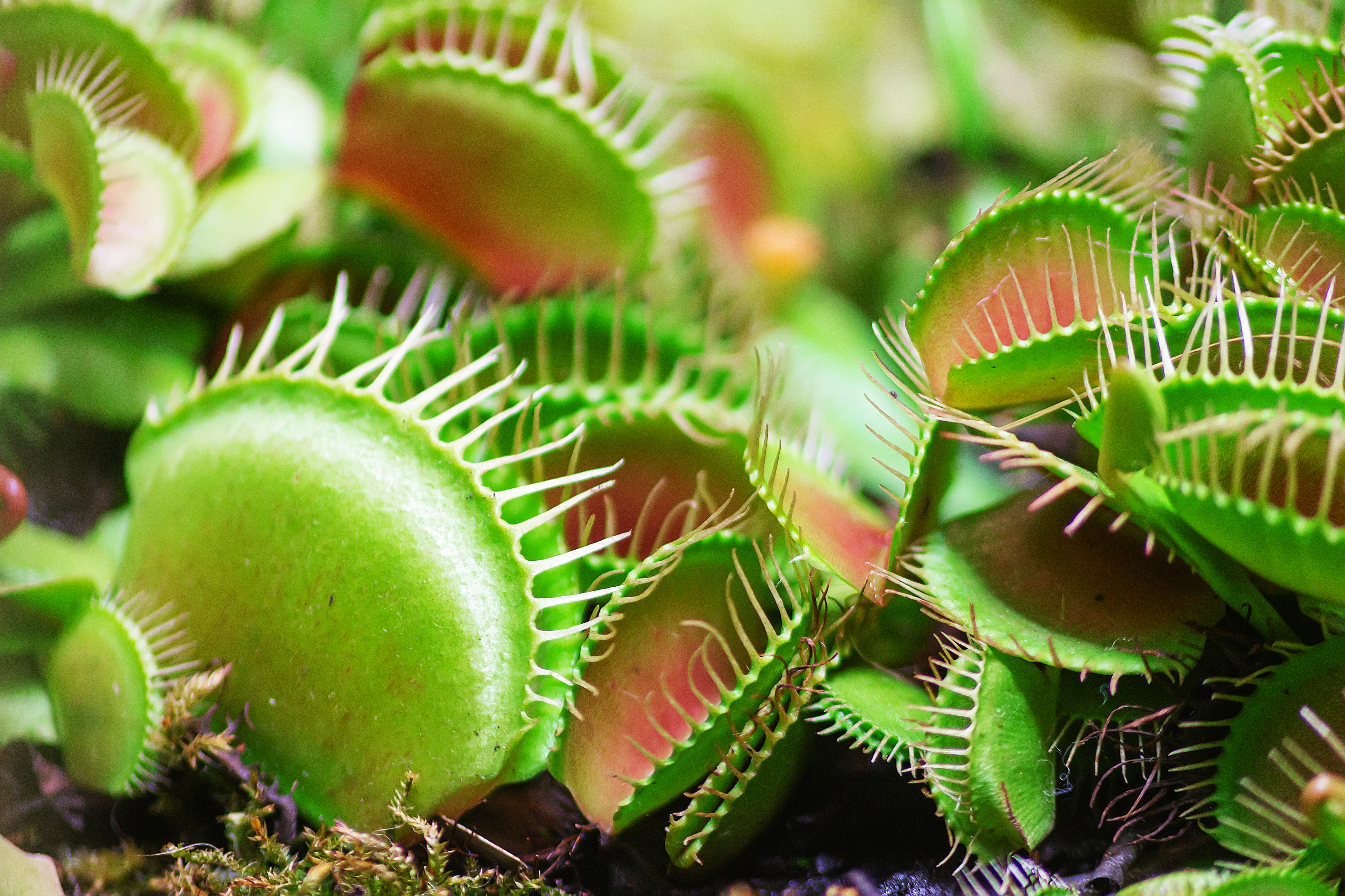 Emerald Jaws Among Moss: A Macro Portrait of Venus Flytraps