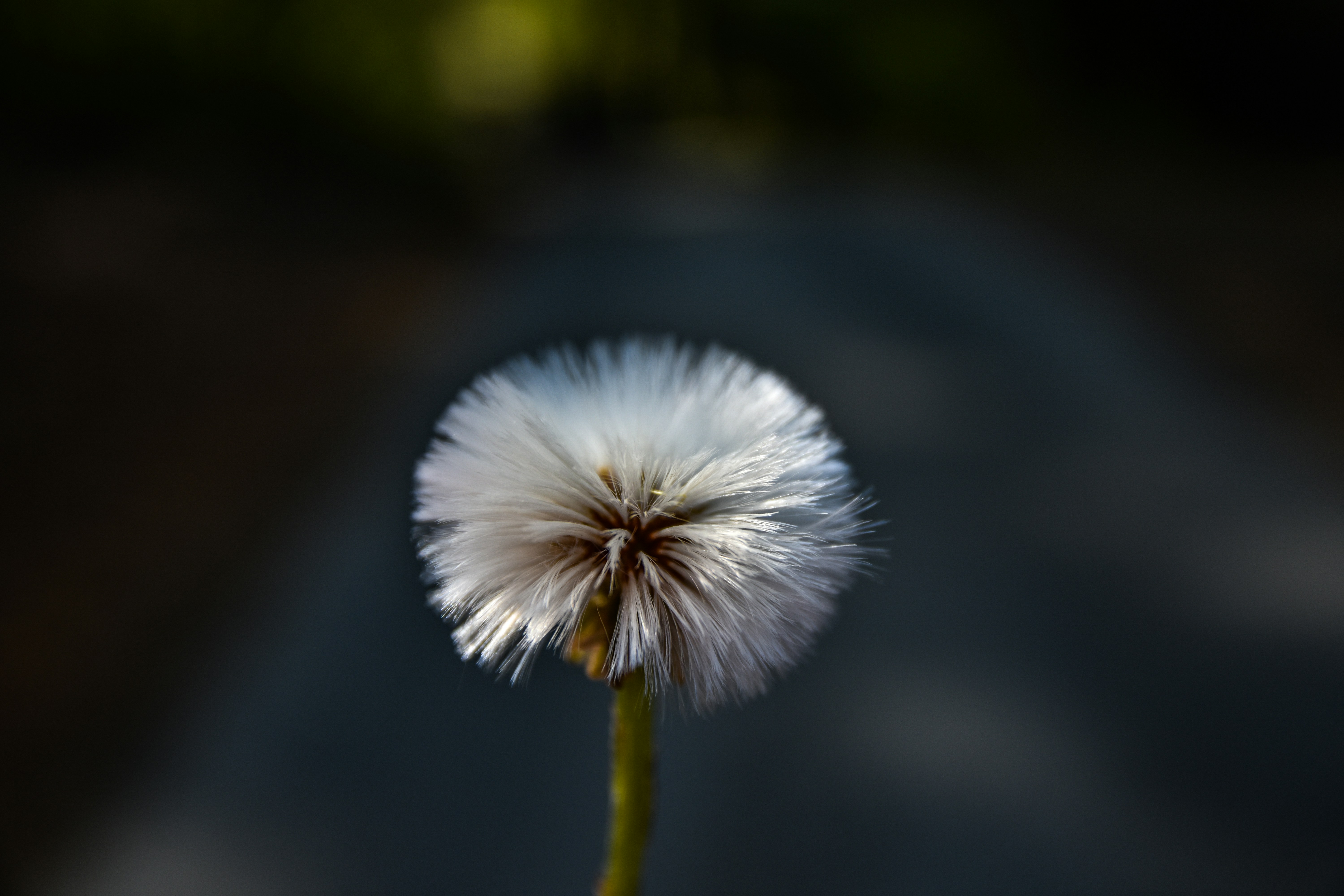 Dandelion