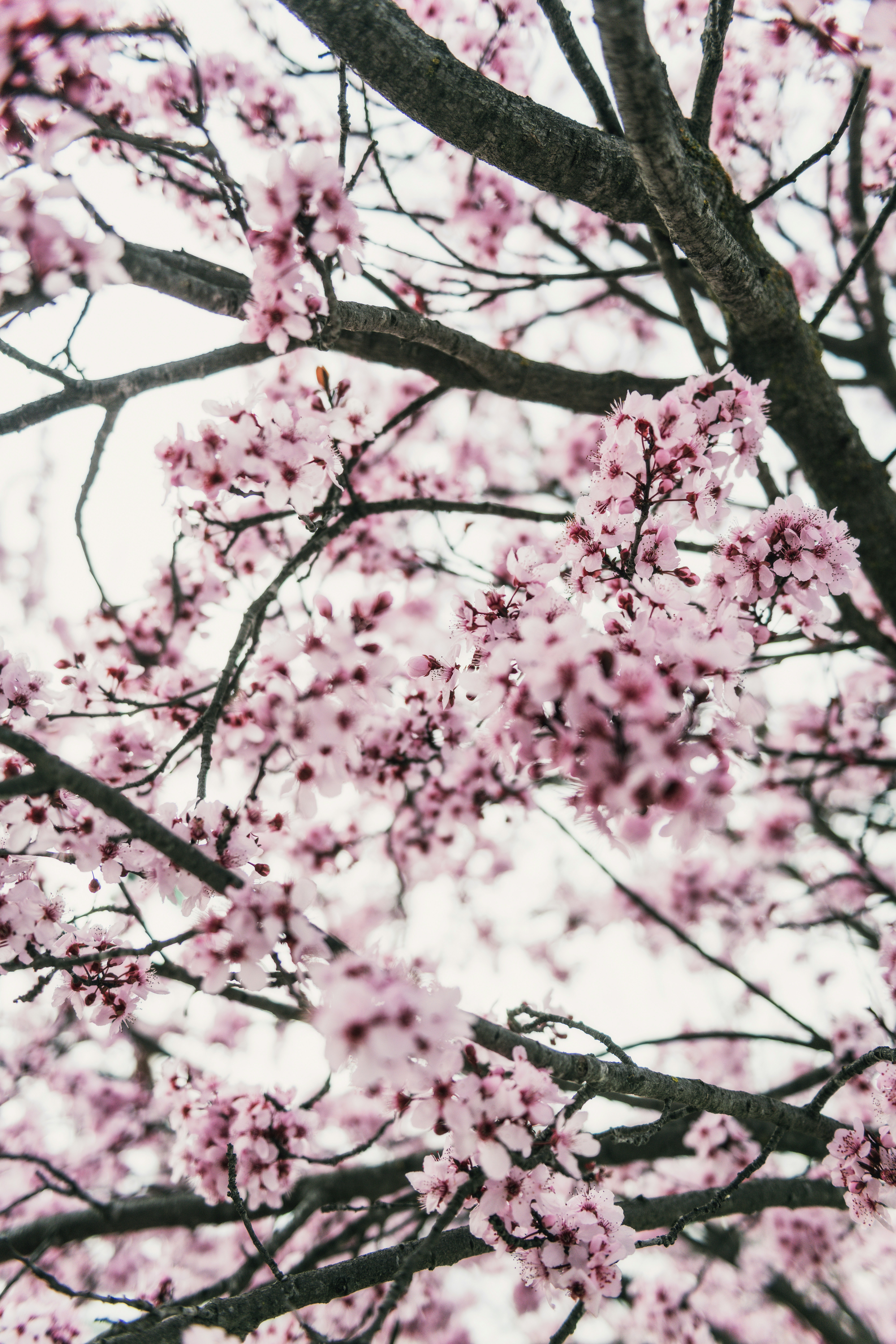 A tree with lots of pink flowers on it photo – Free Full hd wallpaper ...