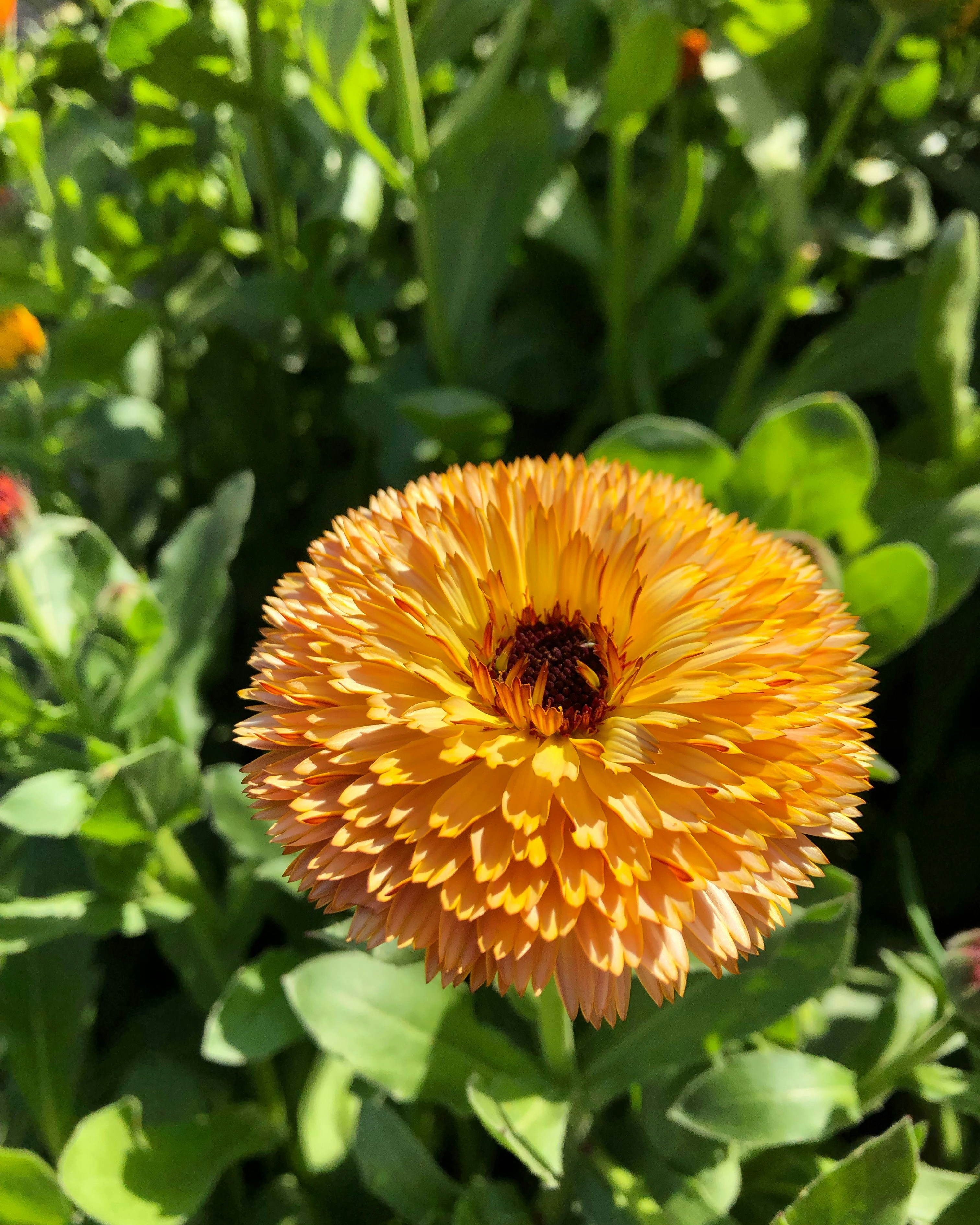 Radiant Bloom: The Golden Petal Symphony