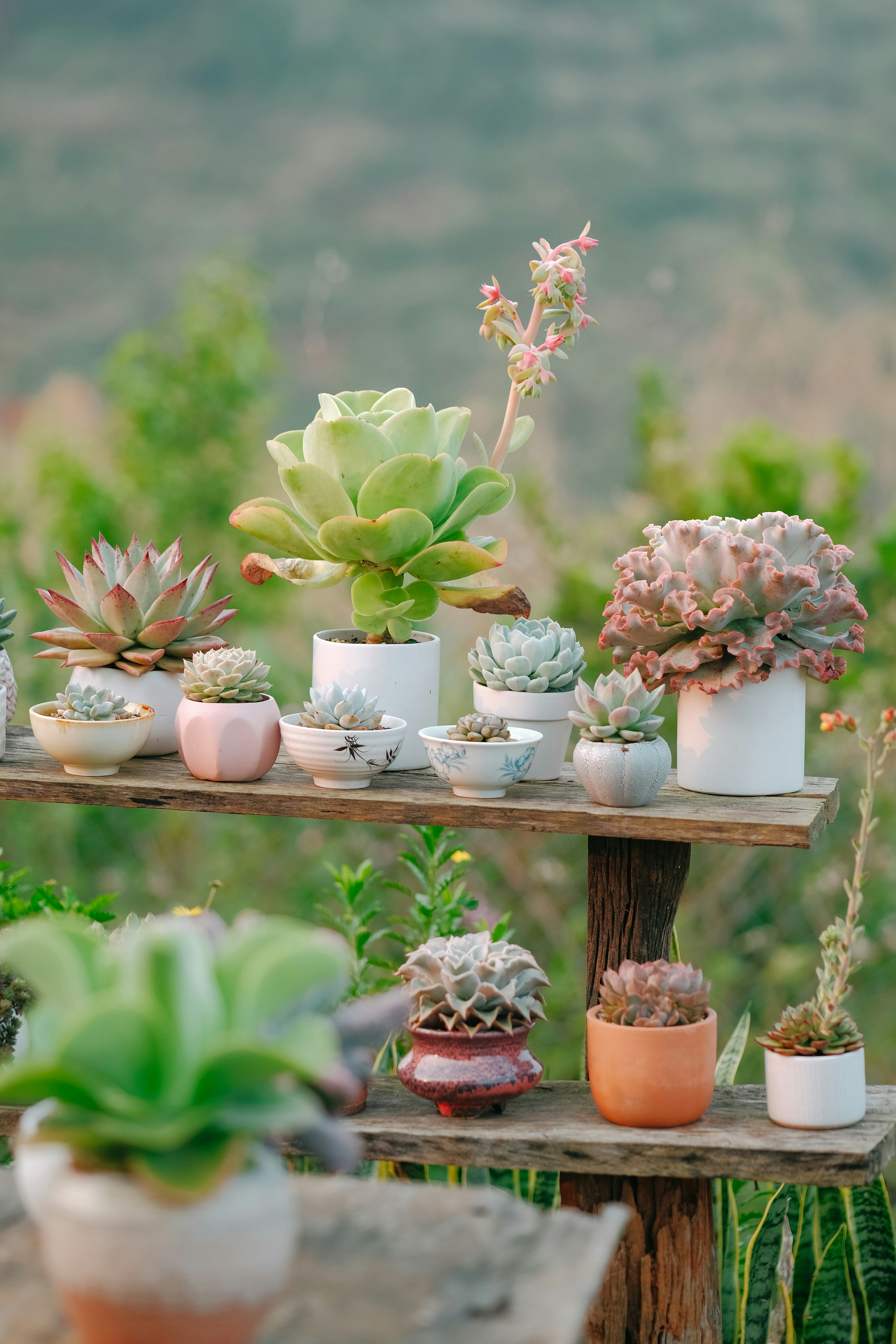 Succulent Portrait on Weathered Wood: A Quiet Terrace of Potted Greens