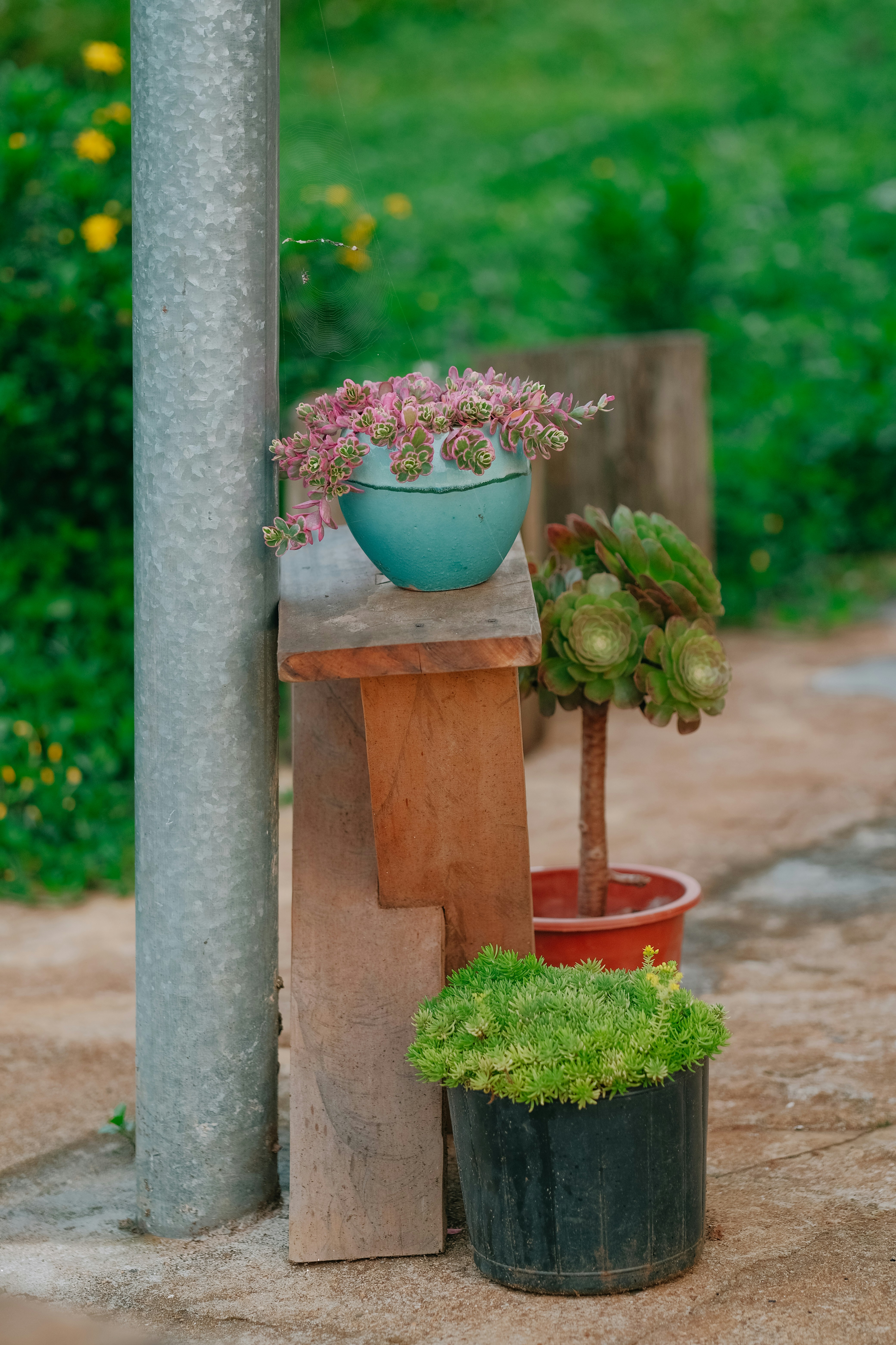 a couple of potted plants sitting on top of a wooden table