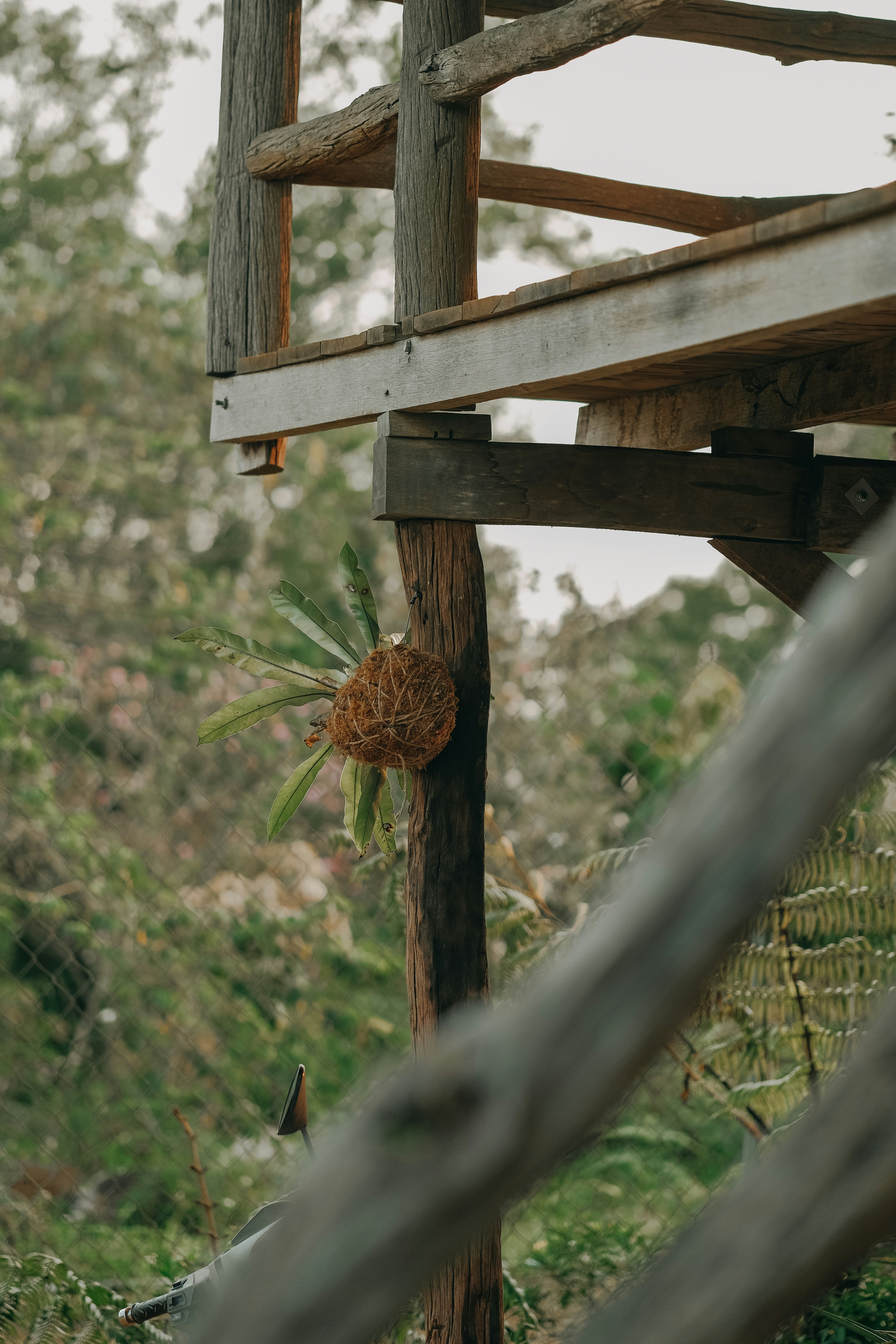 Nest Cling on Weathered Timber Under Quiet Garden Light