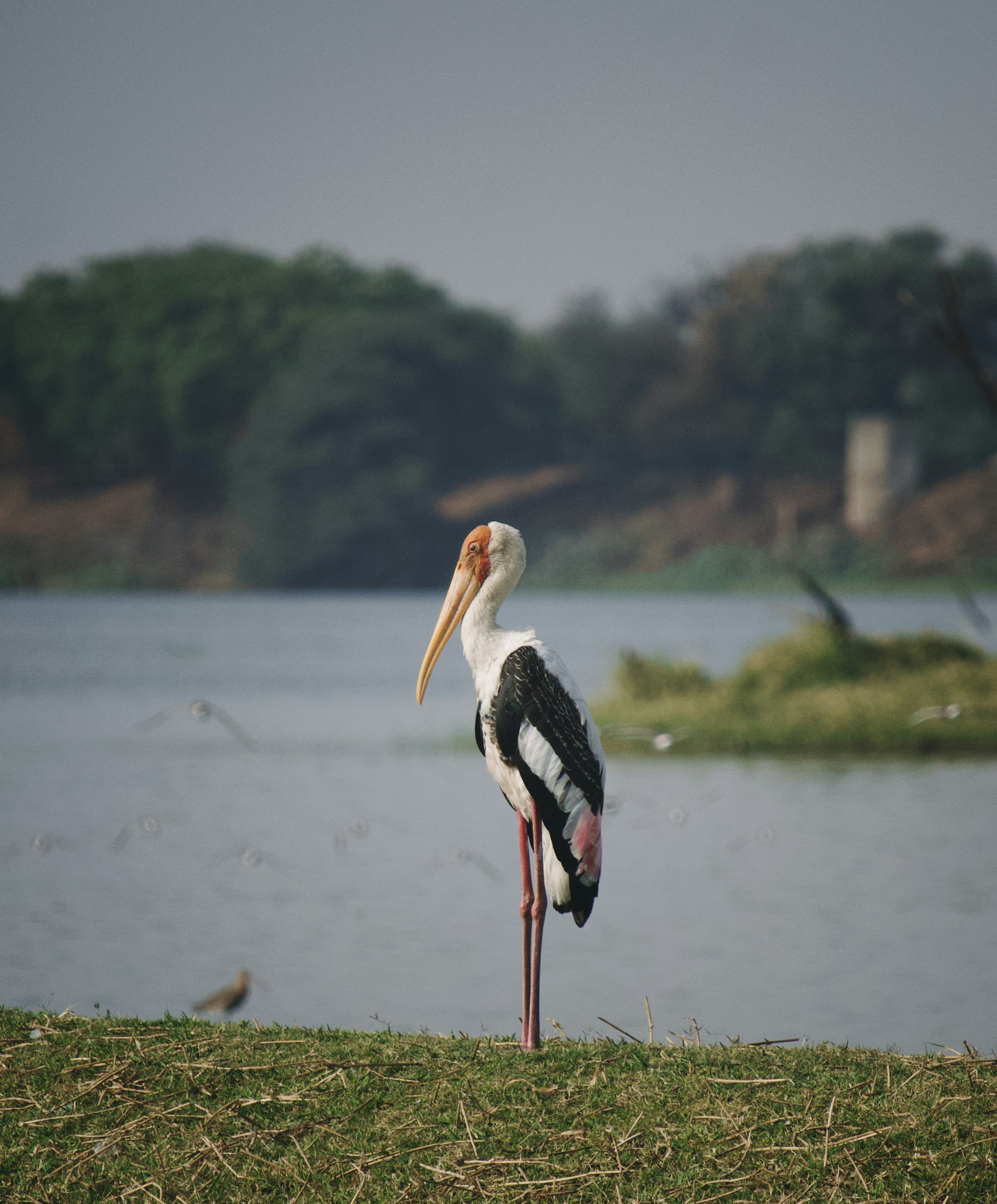 A majestic stork stands gracefully by the water's edge, surrounded by lush greenery and a serene landscape.