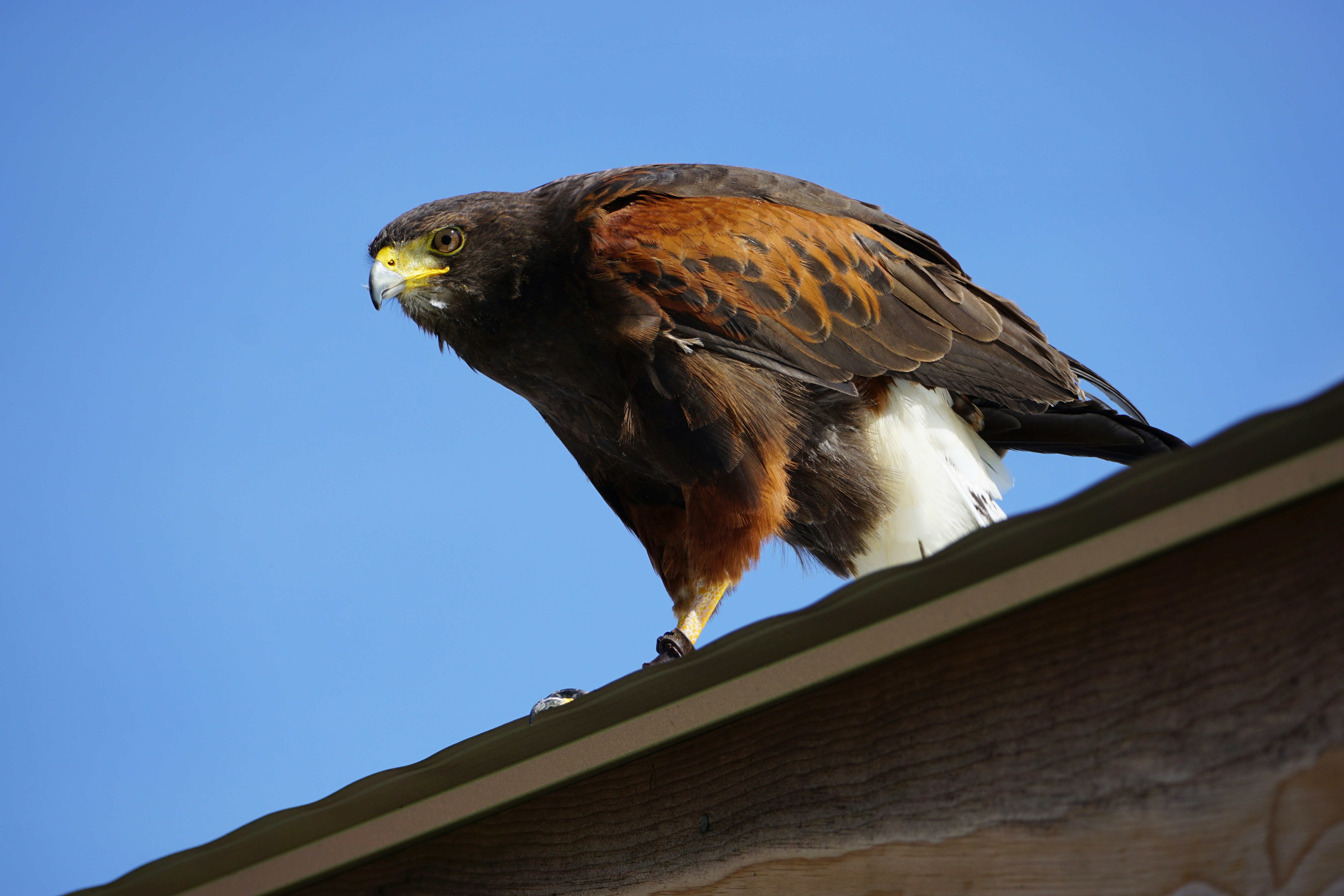 a bird of prey sitting on top of a roof