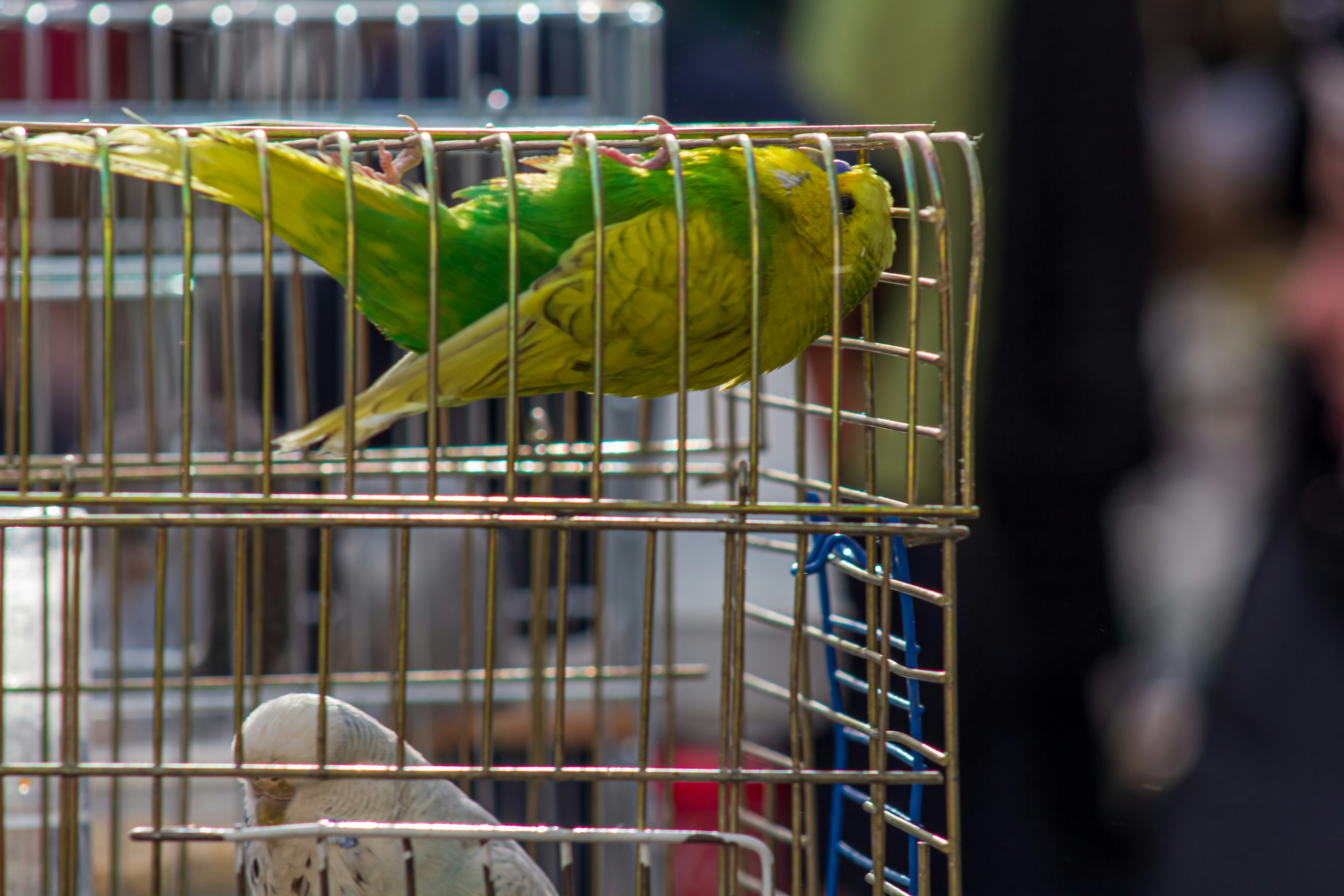 A couple of birds that are inside of a cage photo – Free Bird Image on ...