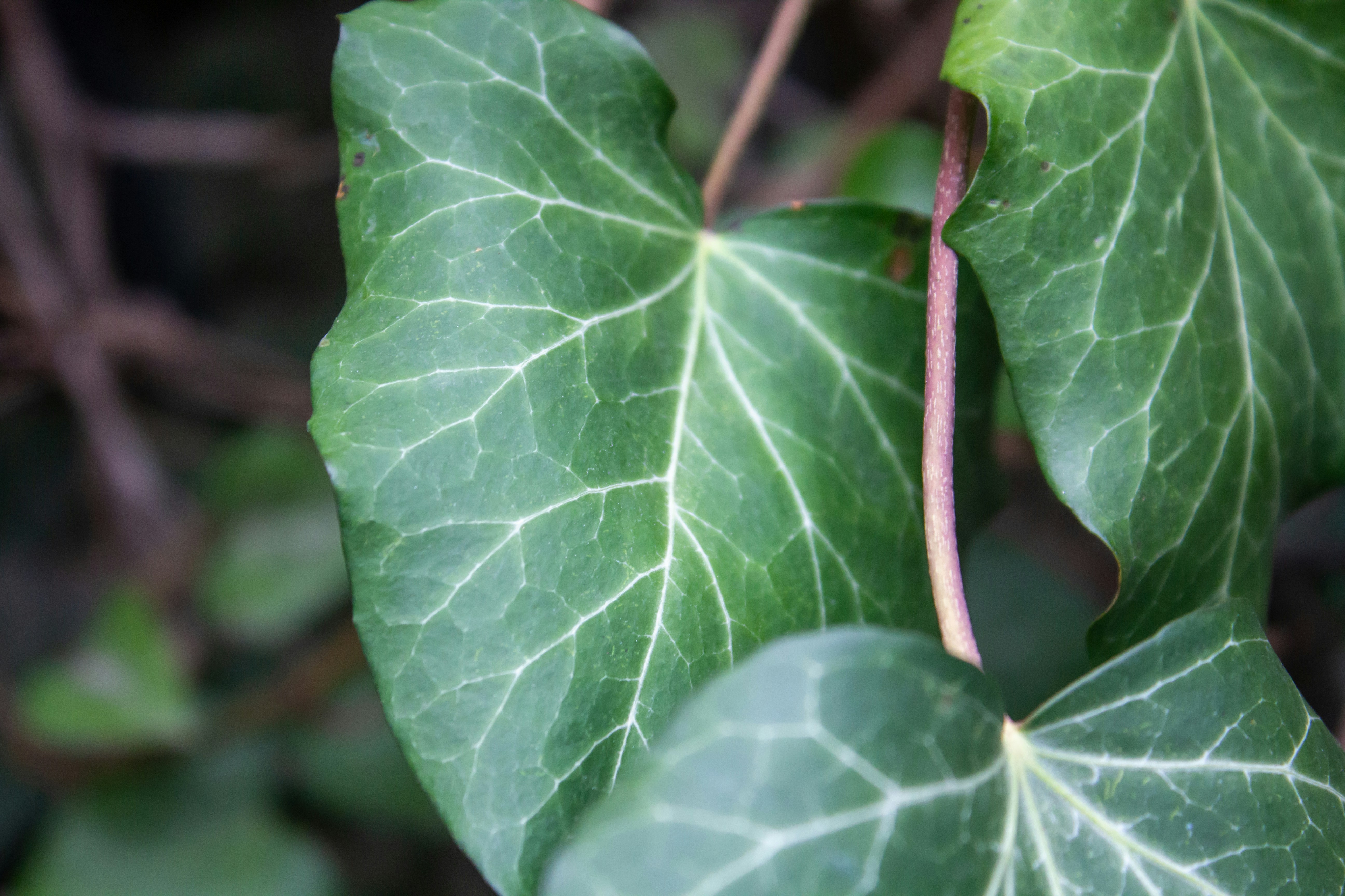 Ivy Leaf Pictures | Download Free Images on Unsplash