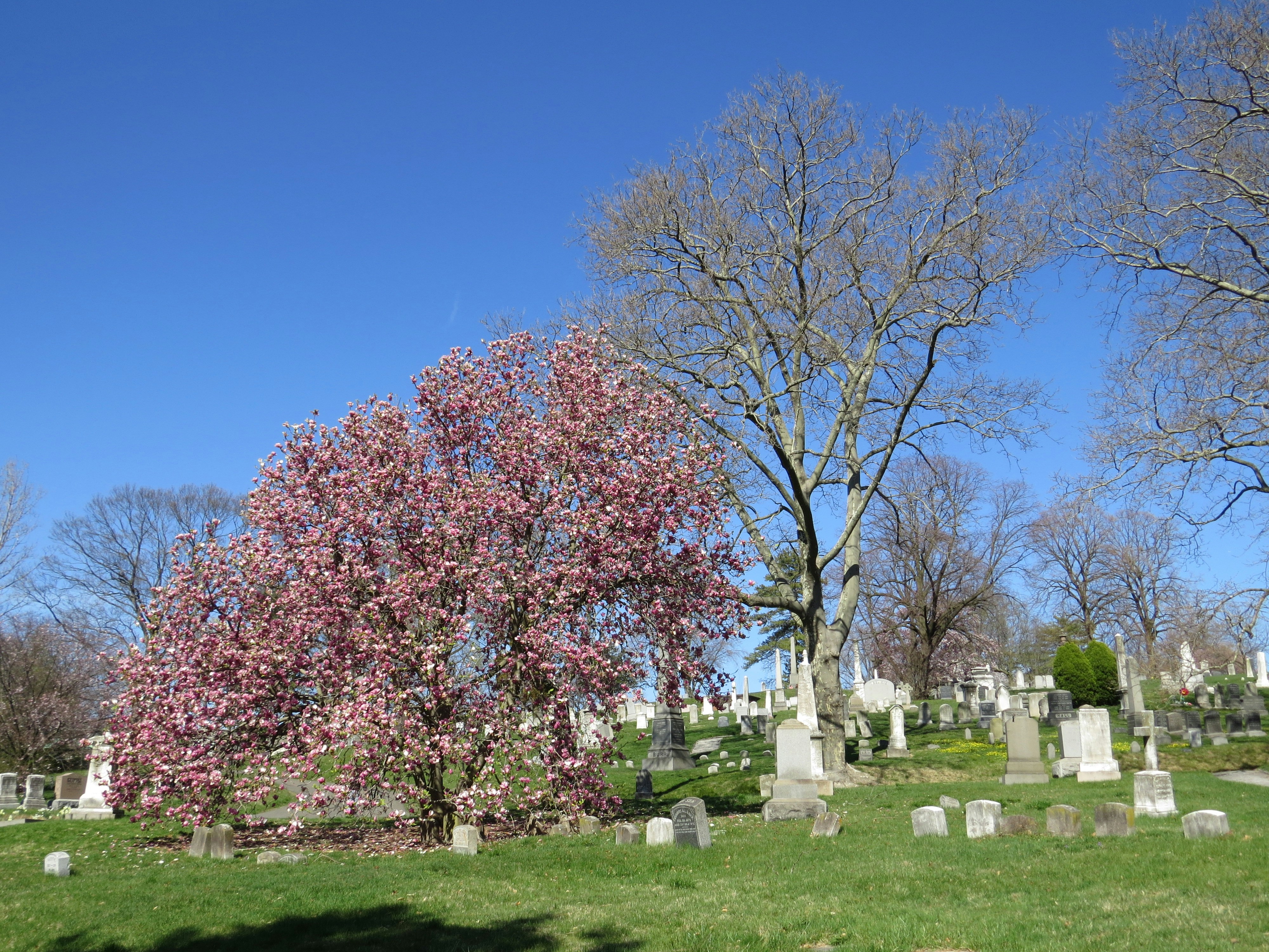 Pink Bloom Against Stone: A Cemetery Scene in Bright Sky
