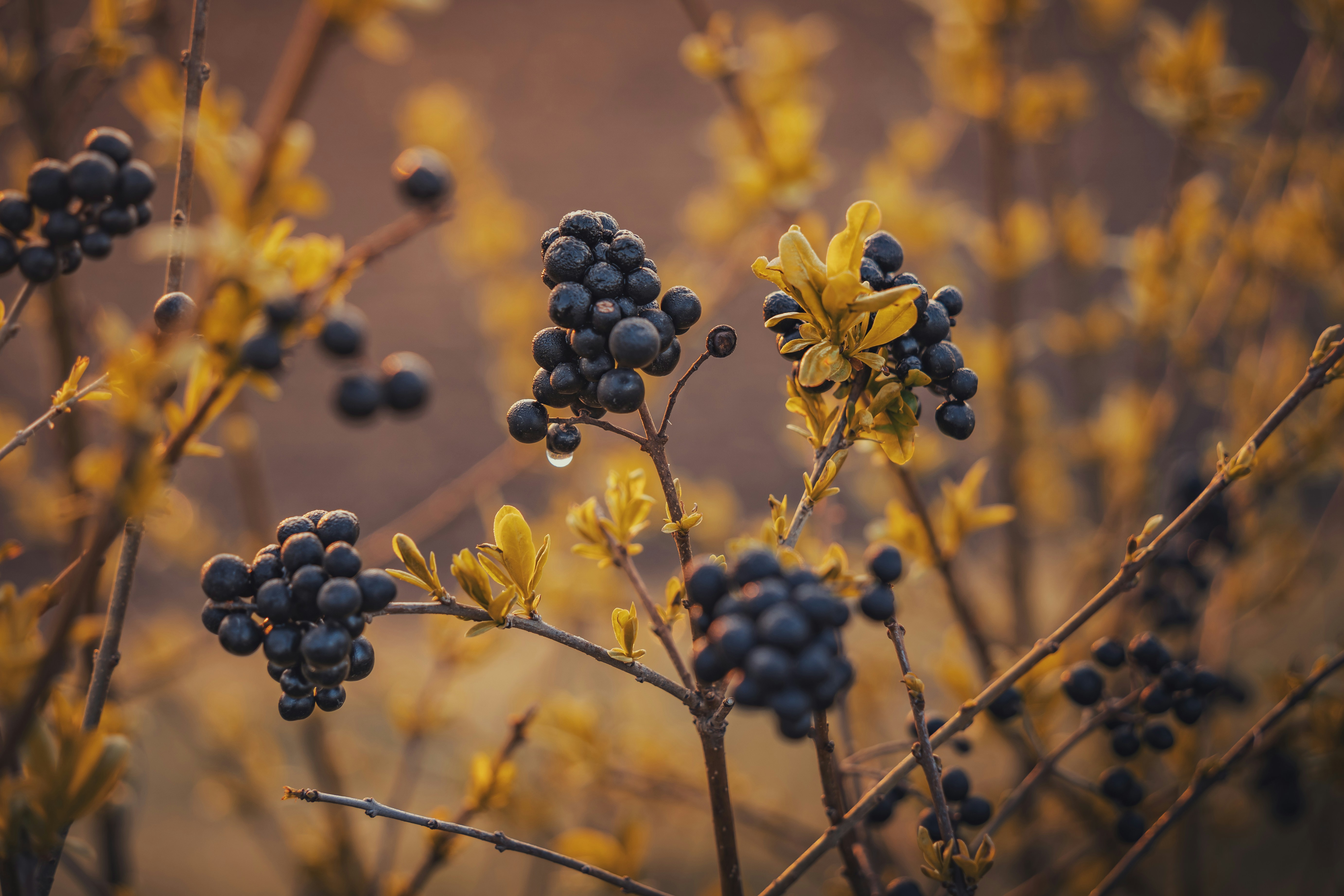 Golden Hour Berries: Quiet Clusters on Autumn Branches