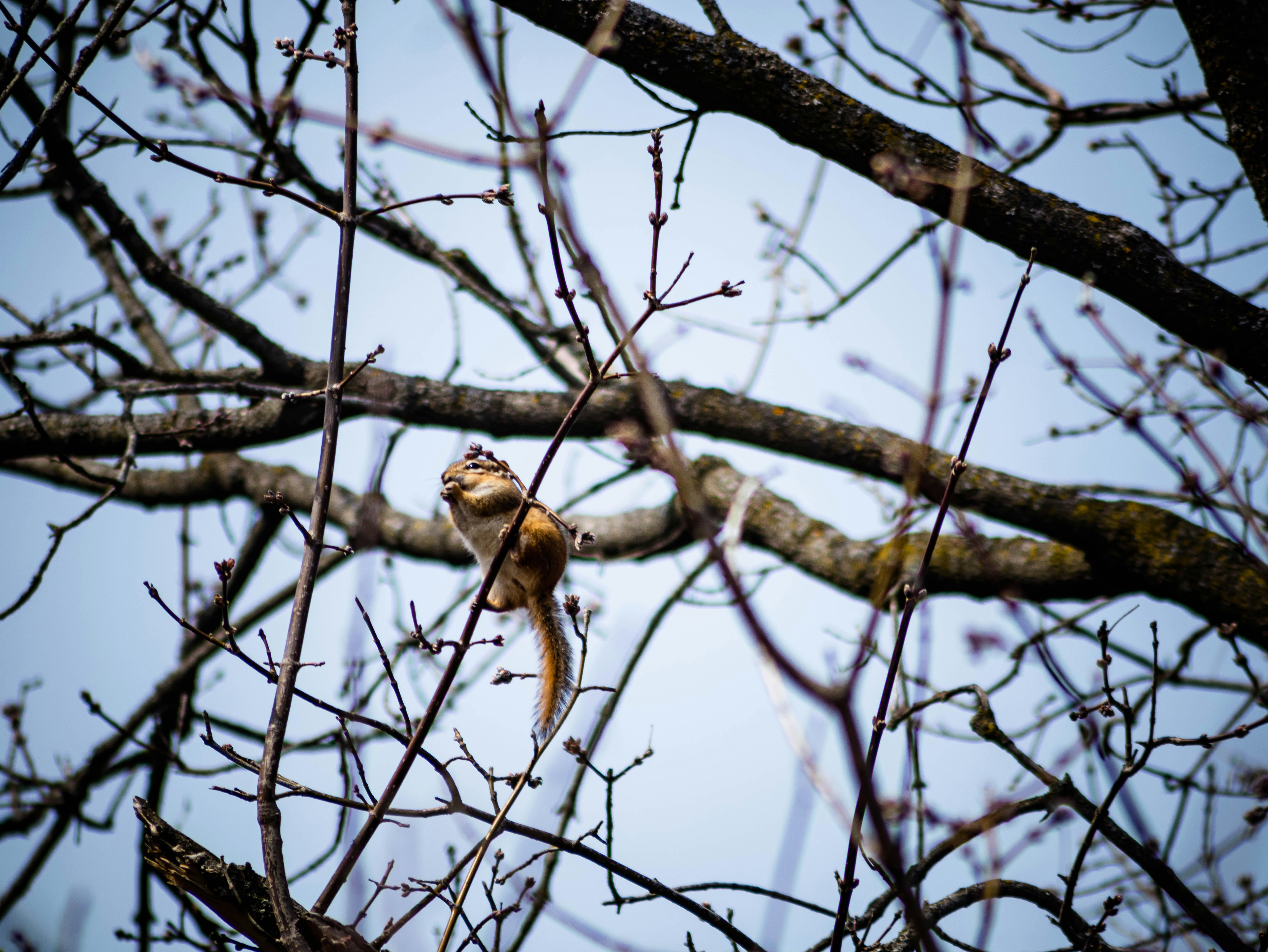 Squirrel on a Bare Spring Branch