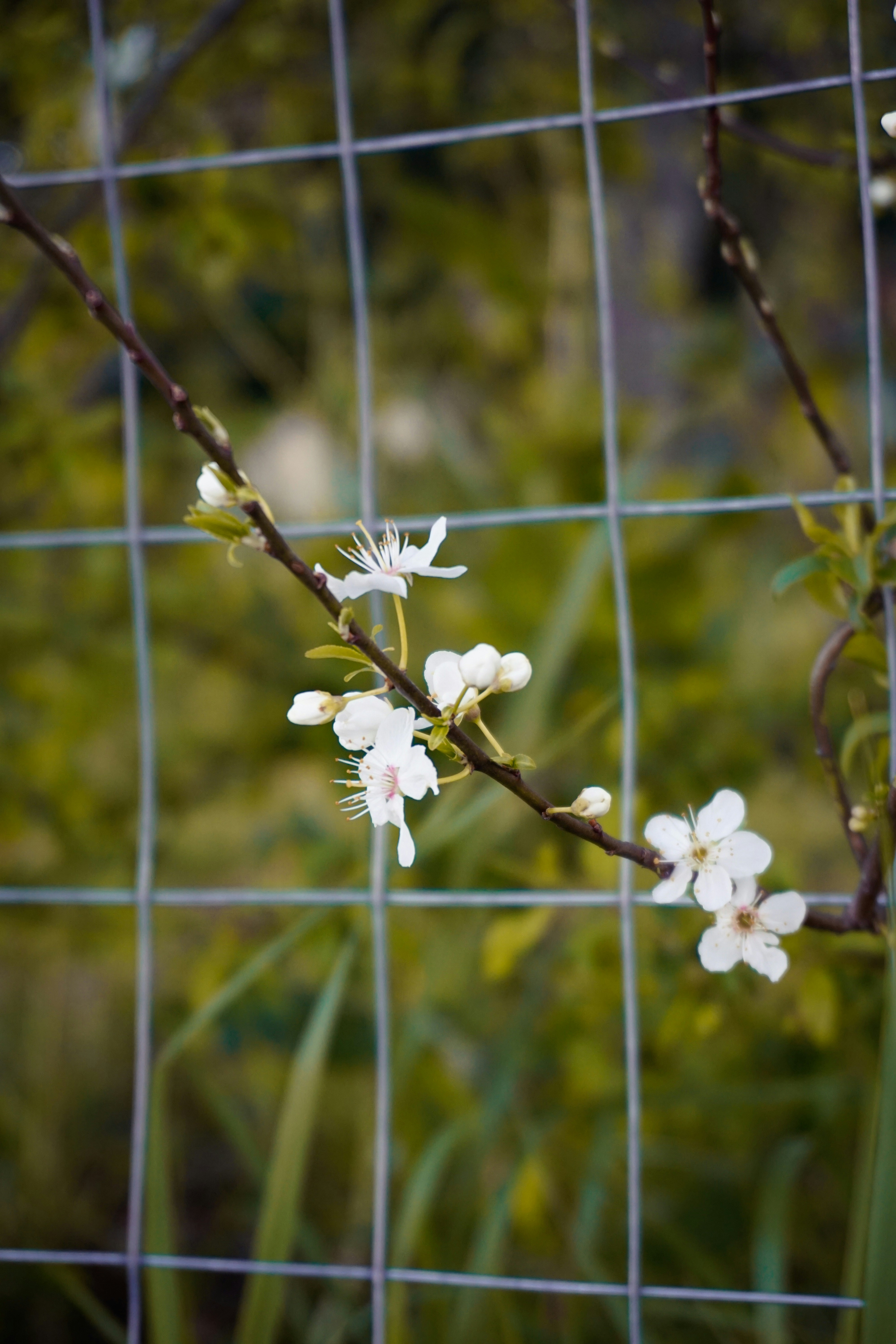 Diagonal Bloom Through Mesh: White blossoms on a garden branch
