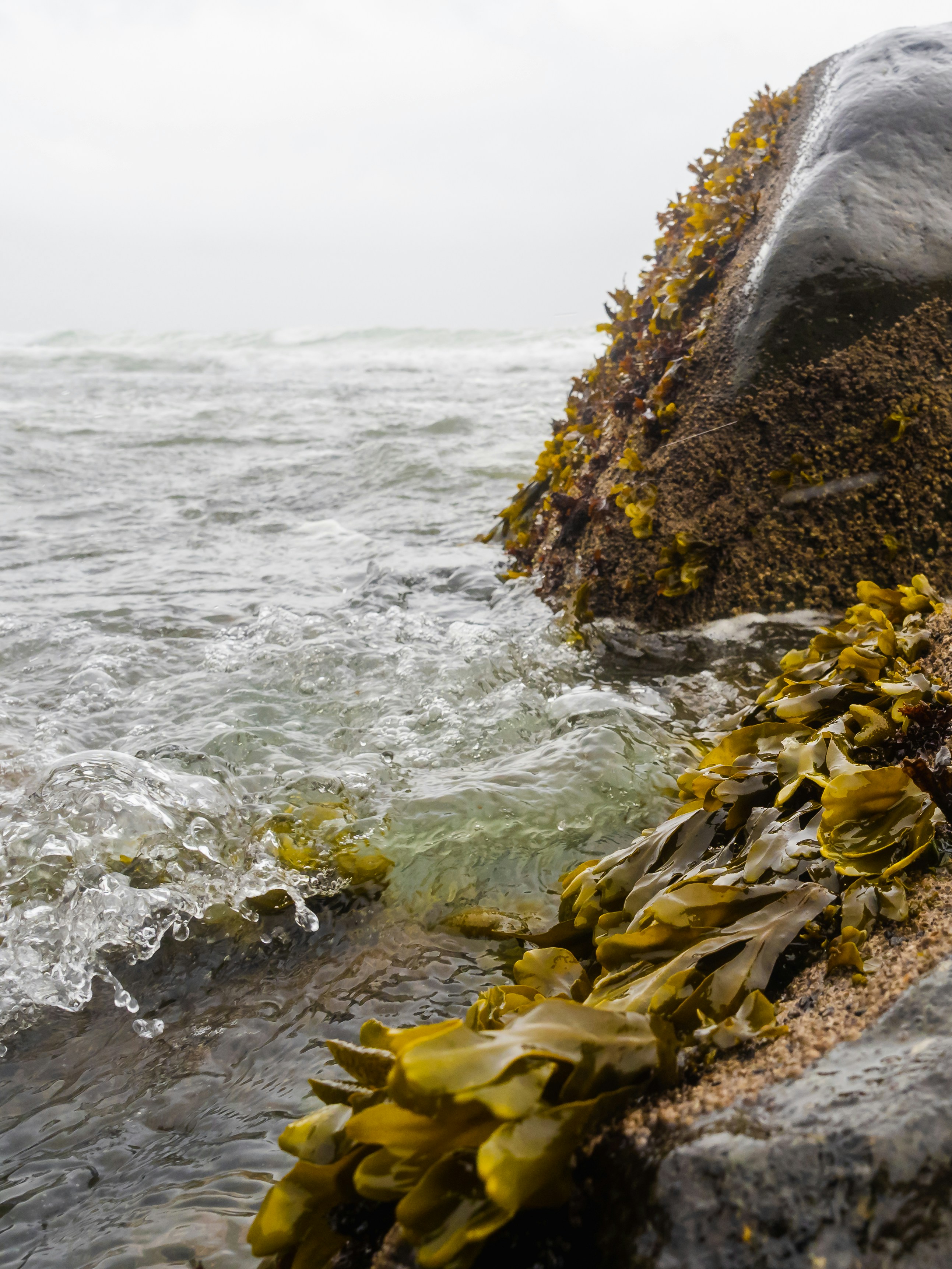 Marinas De Algas Fotos | Baixe imagens gratuitas na Unsplash
