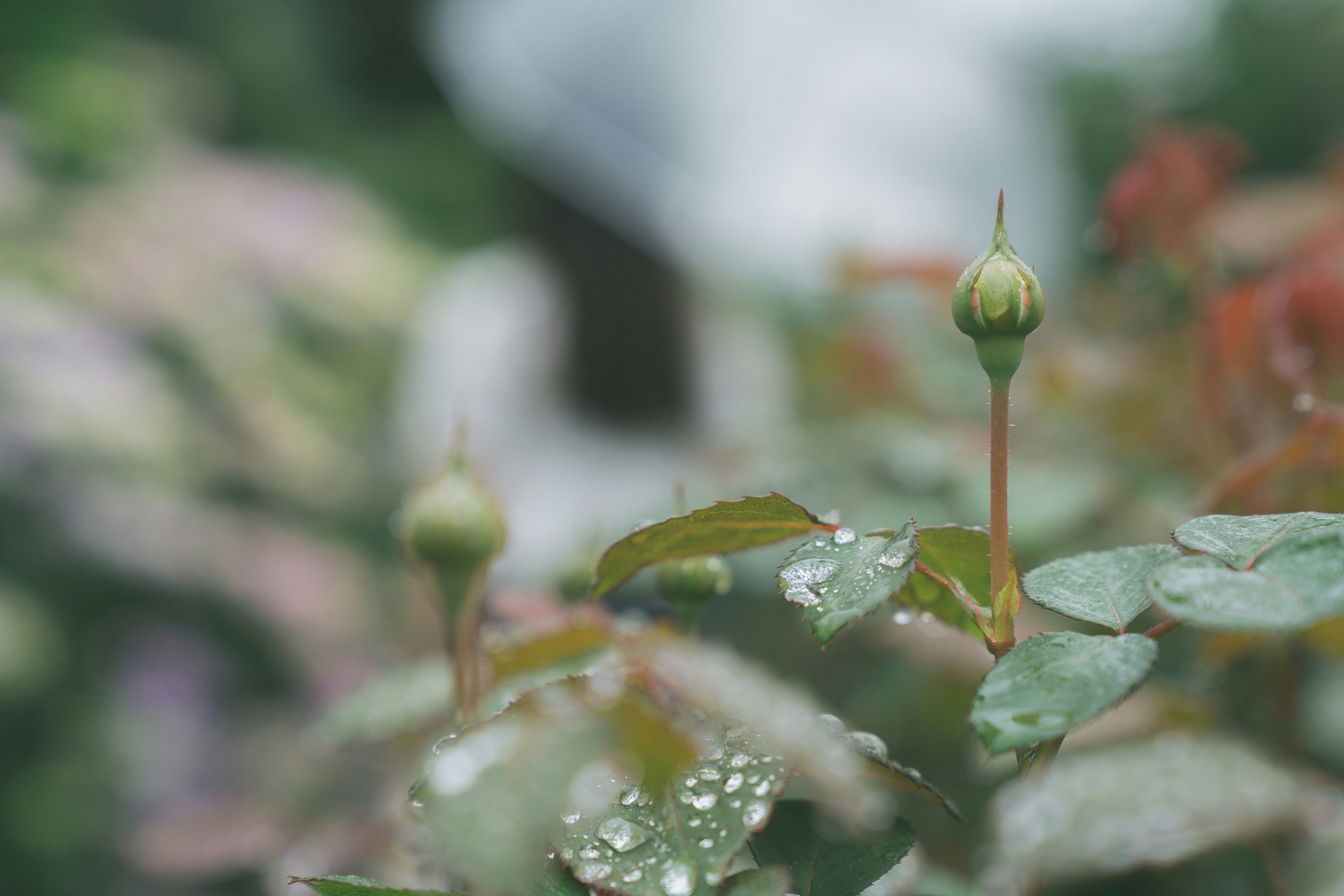 Dew-kissed Rosebud Framed by Whispering Leaves