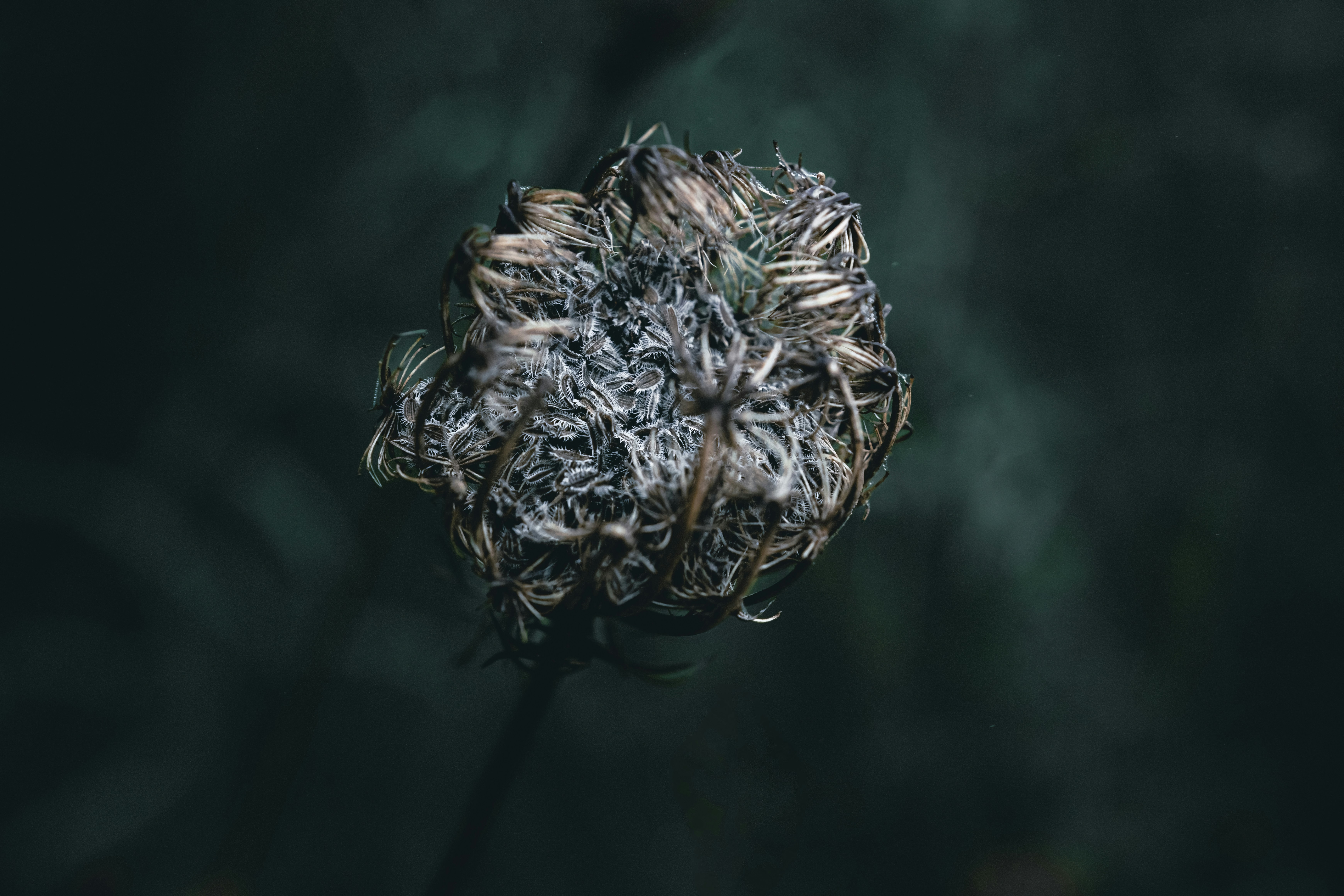 Withered Crown in Emerald Quiet