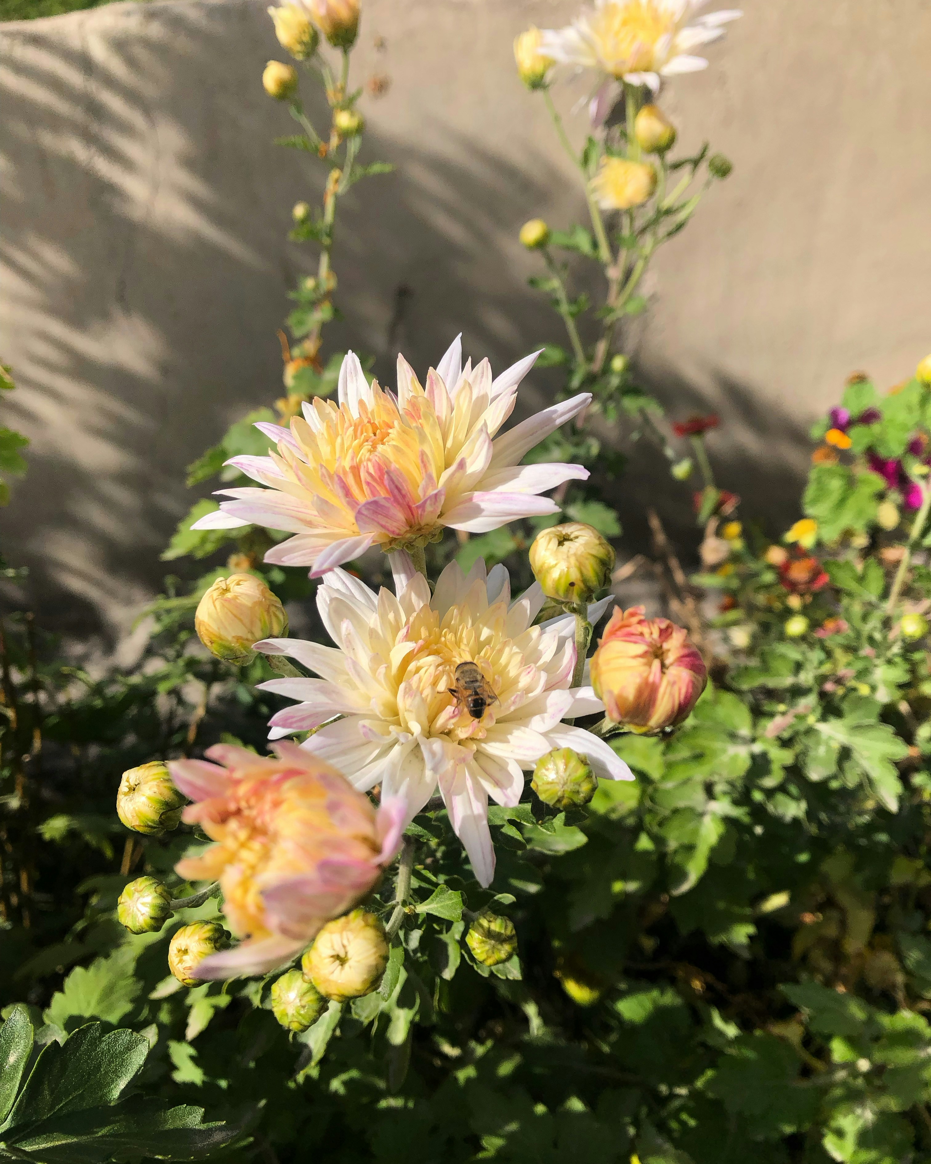 Bee at the Heart of a Peach-Petal Dahlia in Dappled Sun