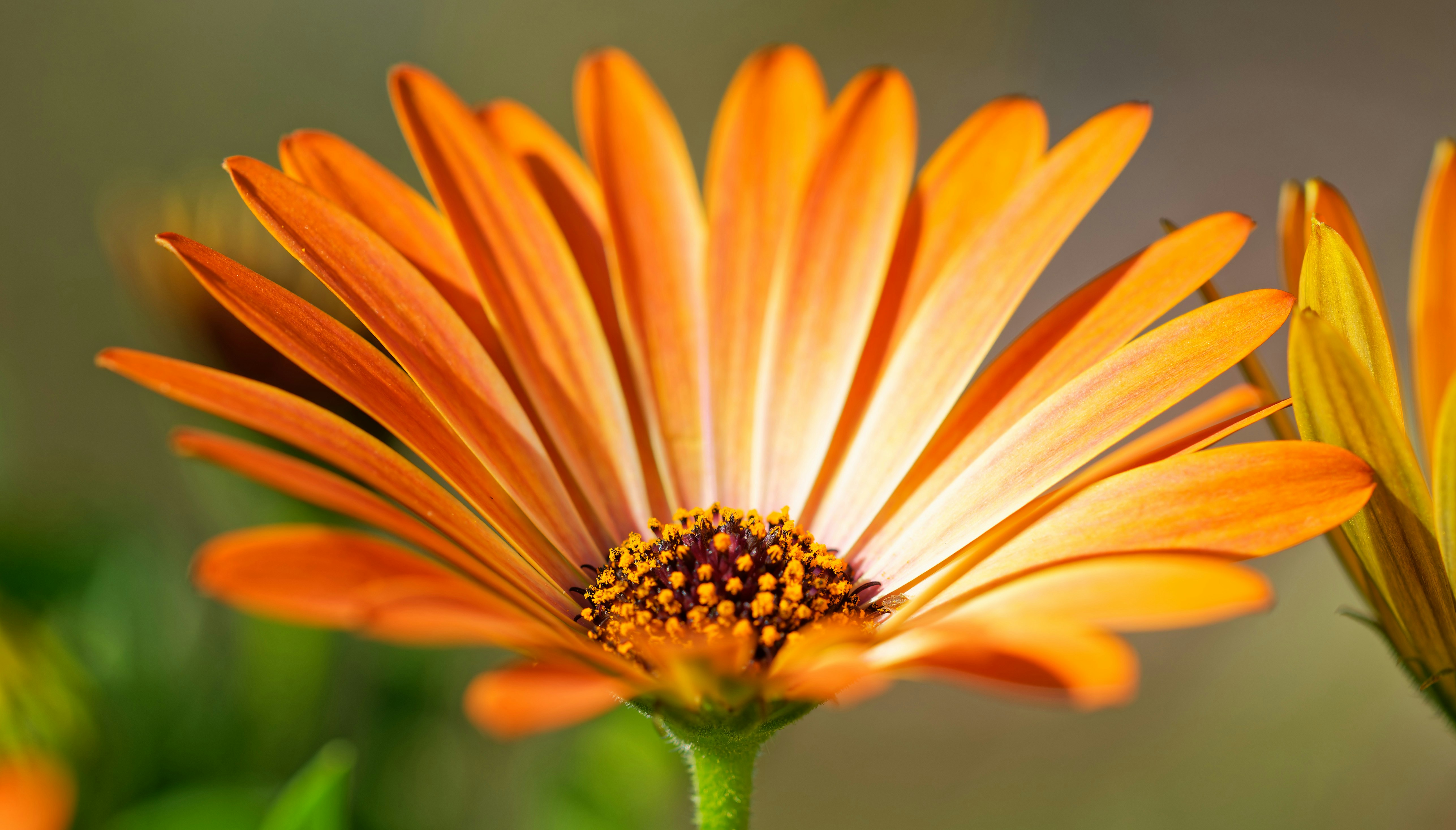 Photo by Dominik Scythe with Nikon Z50