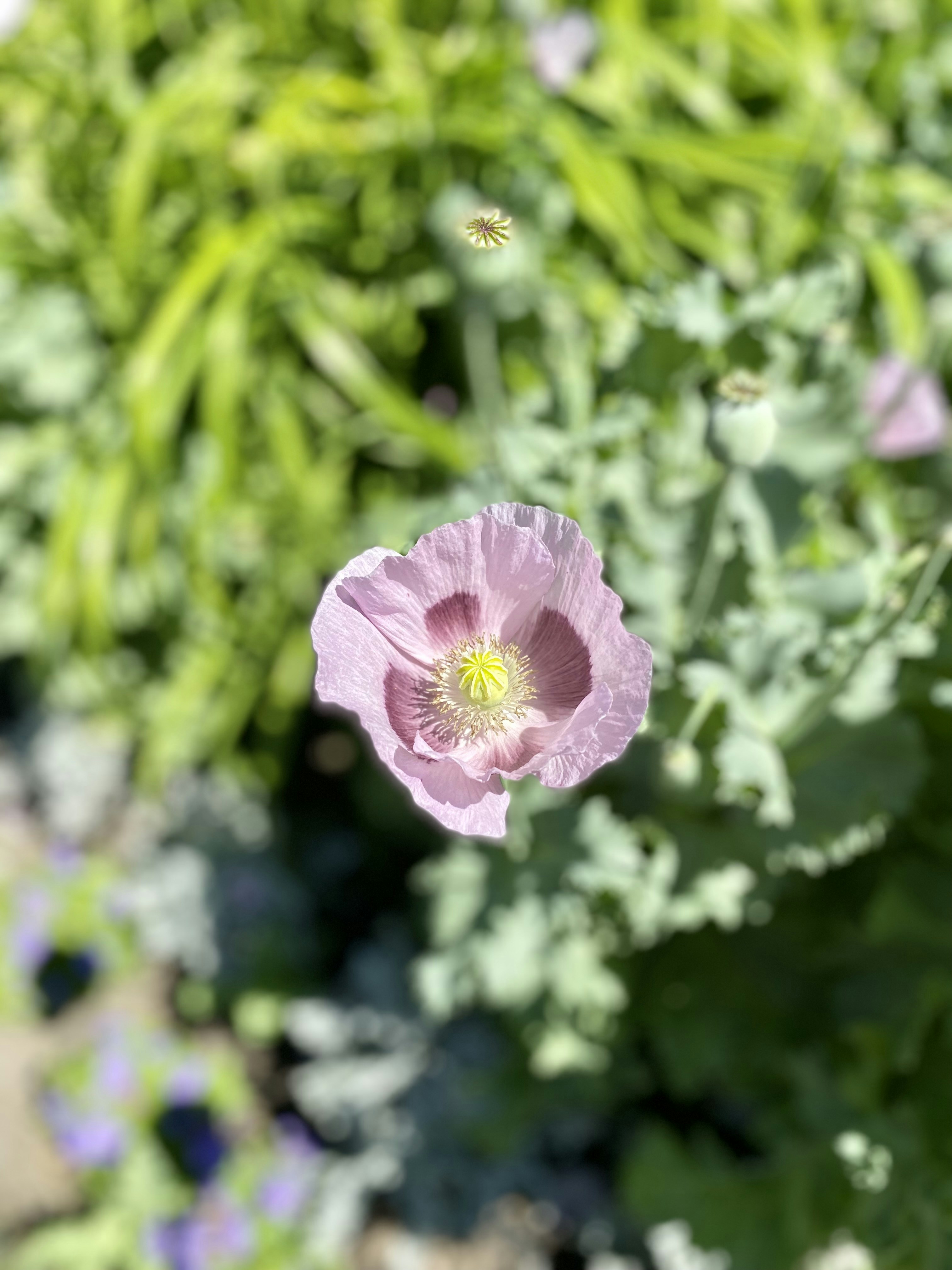 Petal in Focus: a Pink Poppy in Quiet Garden Light