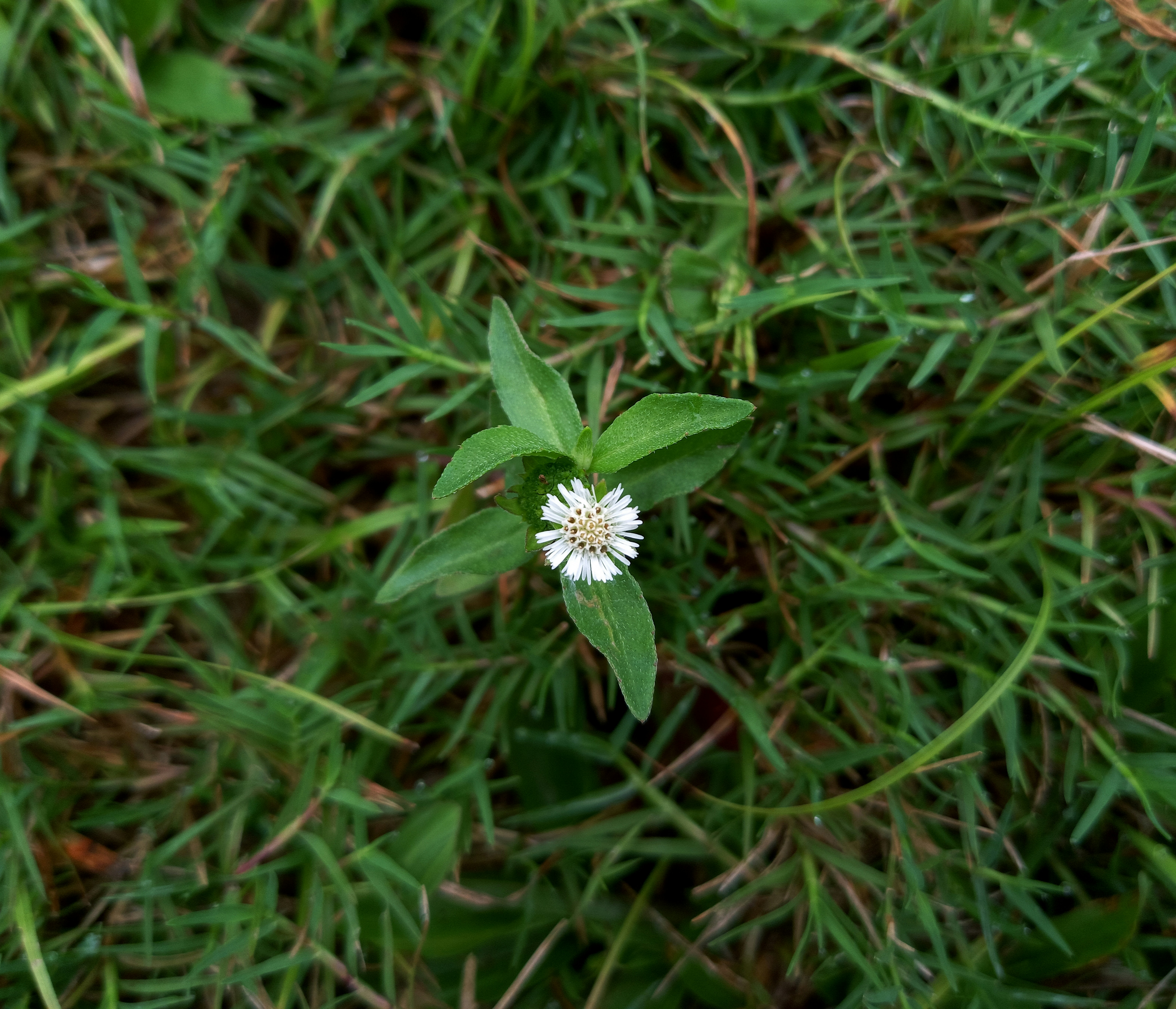 Lone White Daisy Anchored in a Sea of Green Grass