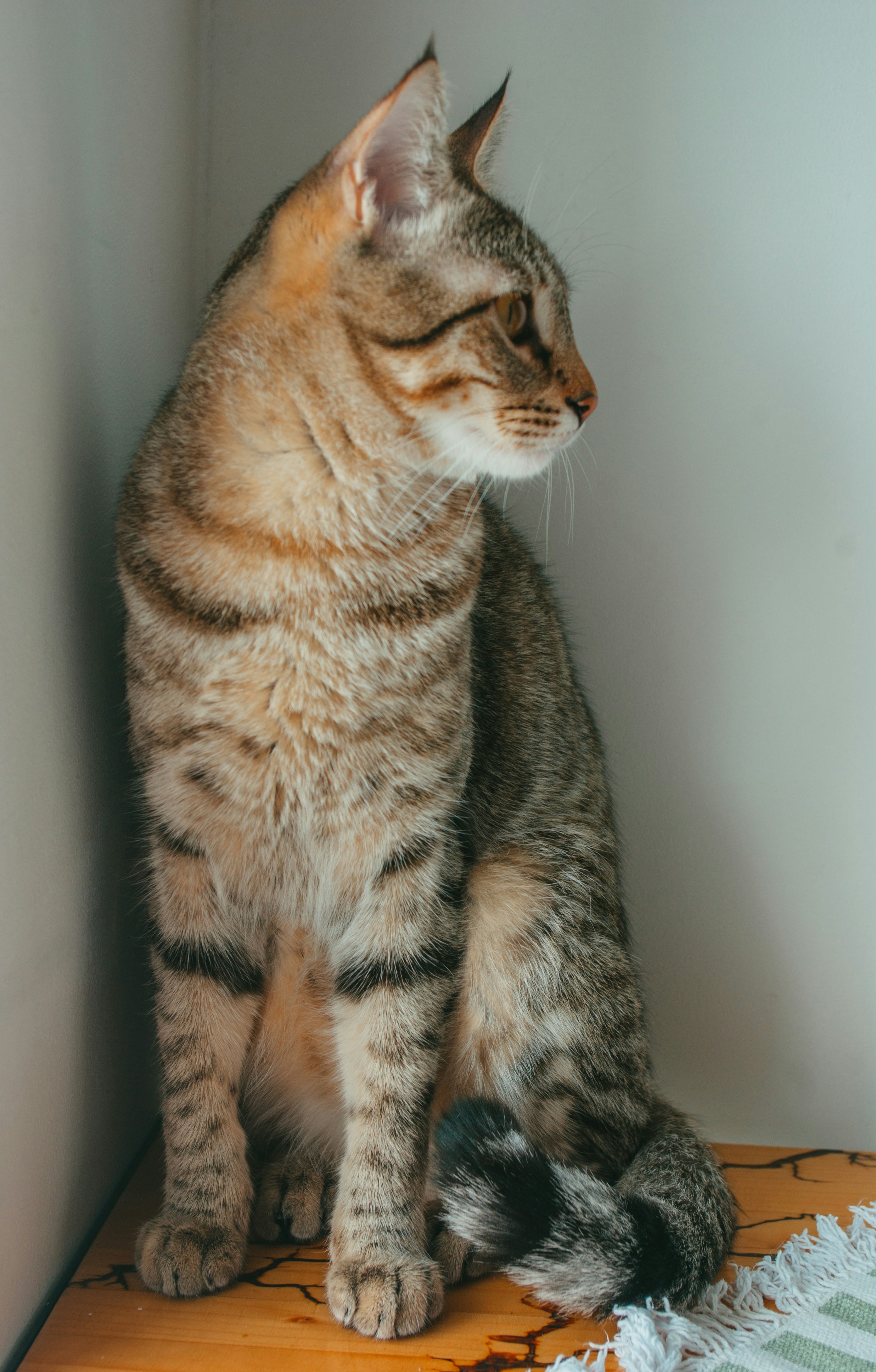 Sunlit Tabby in a Quiet Corner