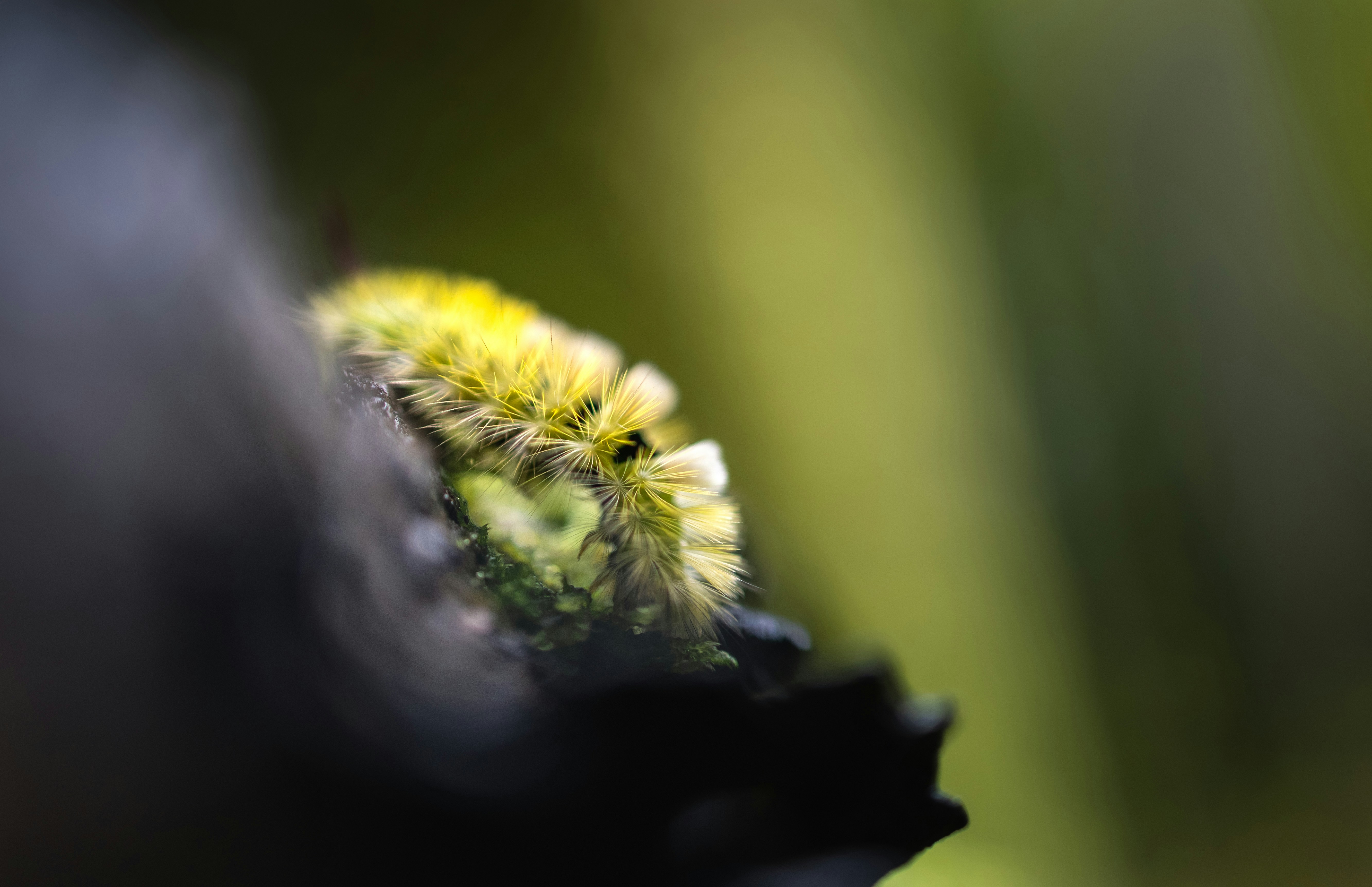 Luminous Moss Spike Peeking from the Shadow