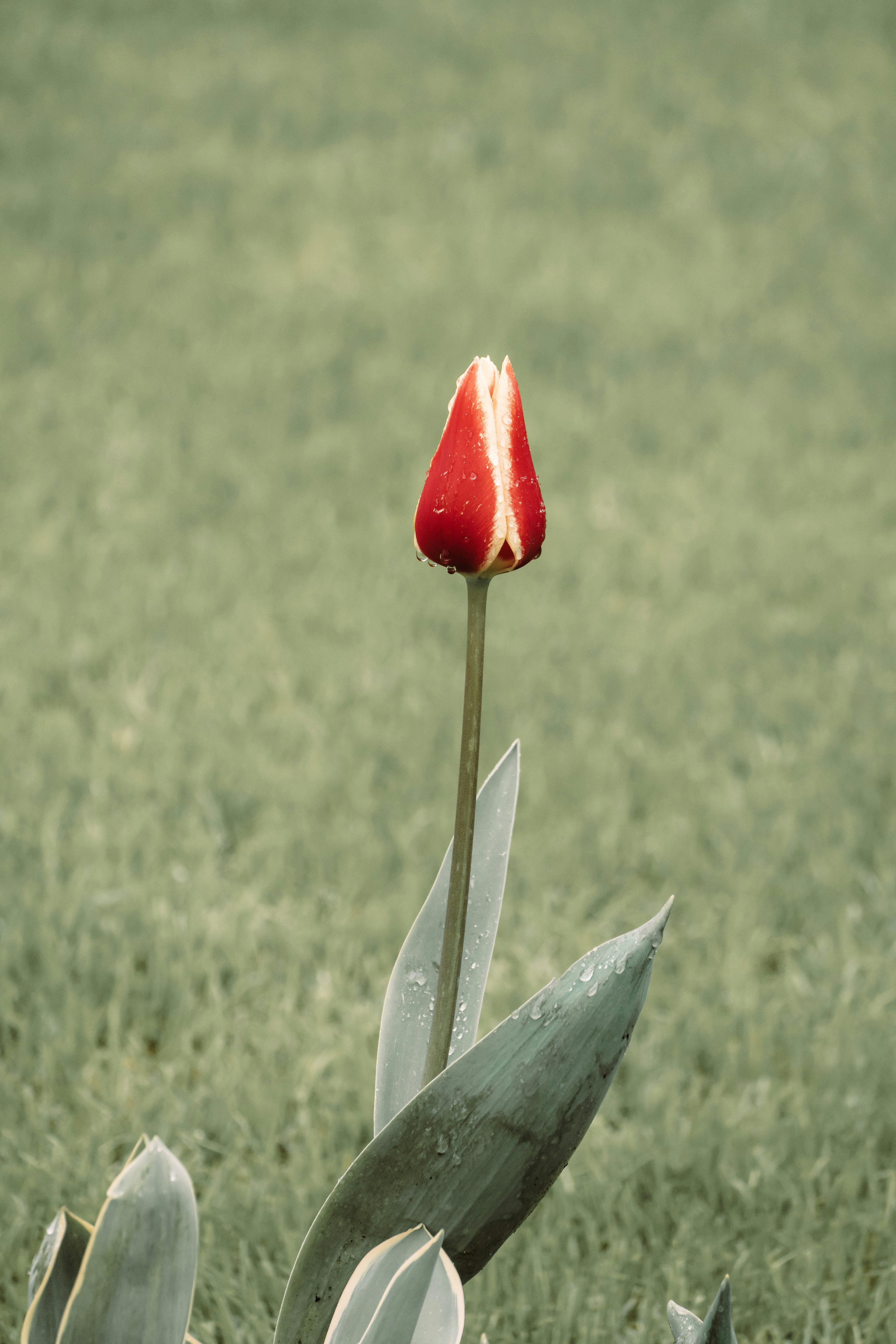 Crimson Tulip Bud Against a Creamy Meadow Blur
