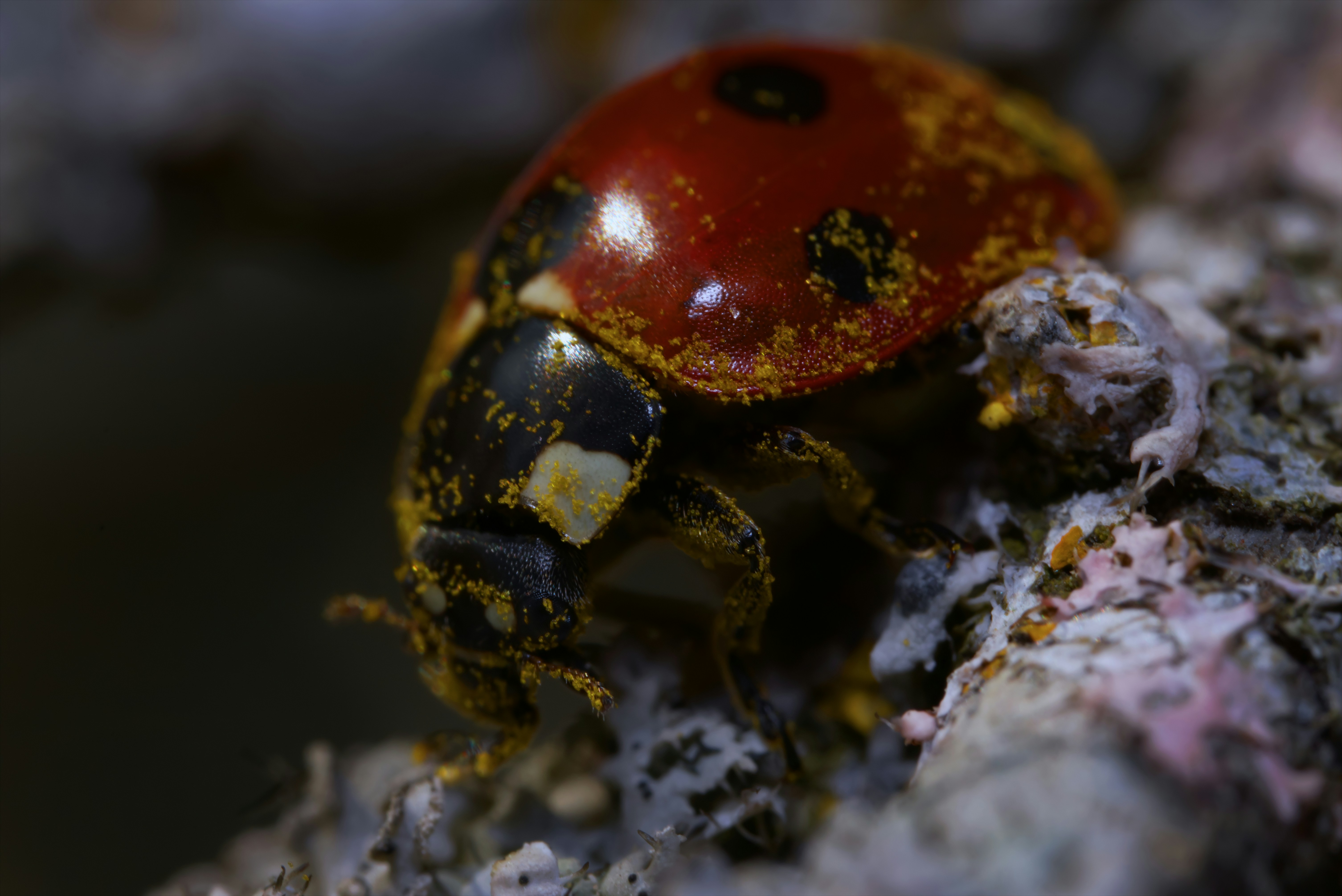 a close up of a red and black bug on a rock