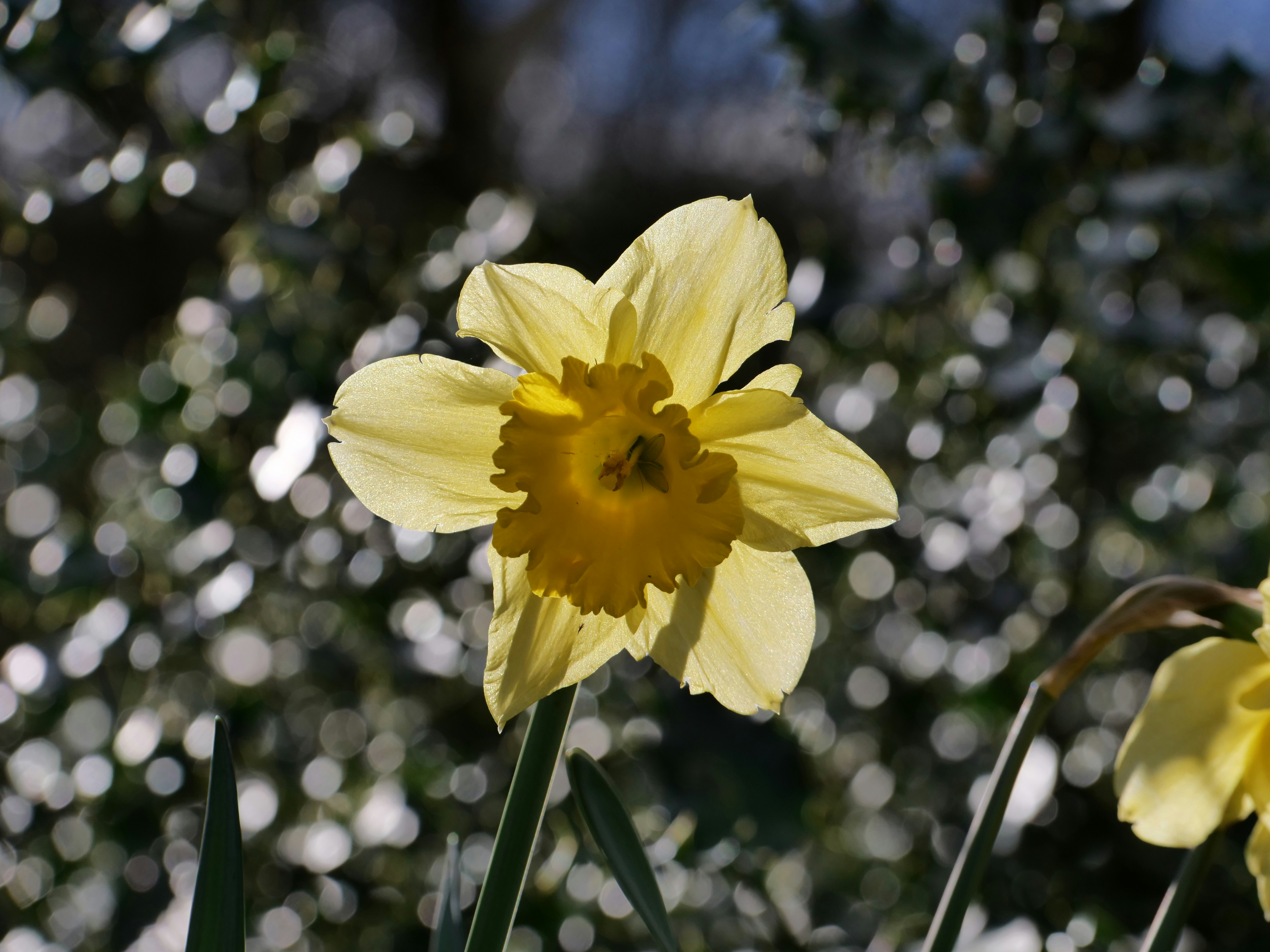 Golden Daffodil Burst: A Close-Up Pierced by Dappled Backlight