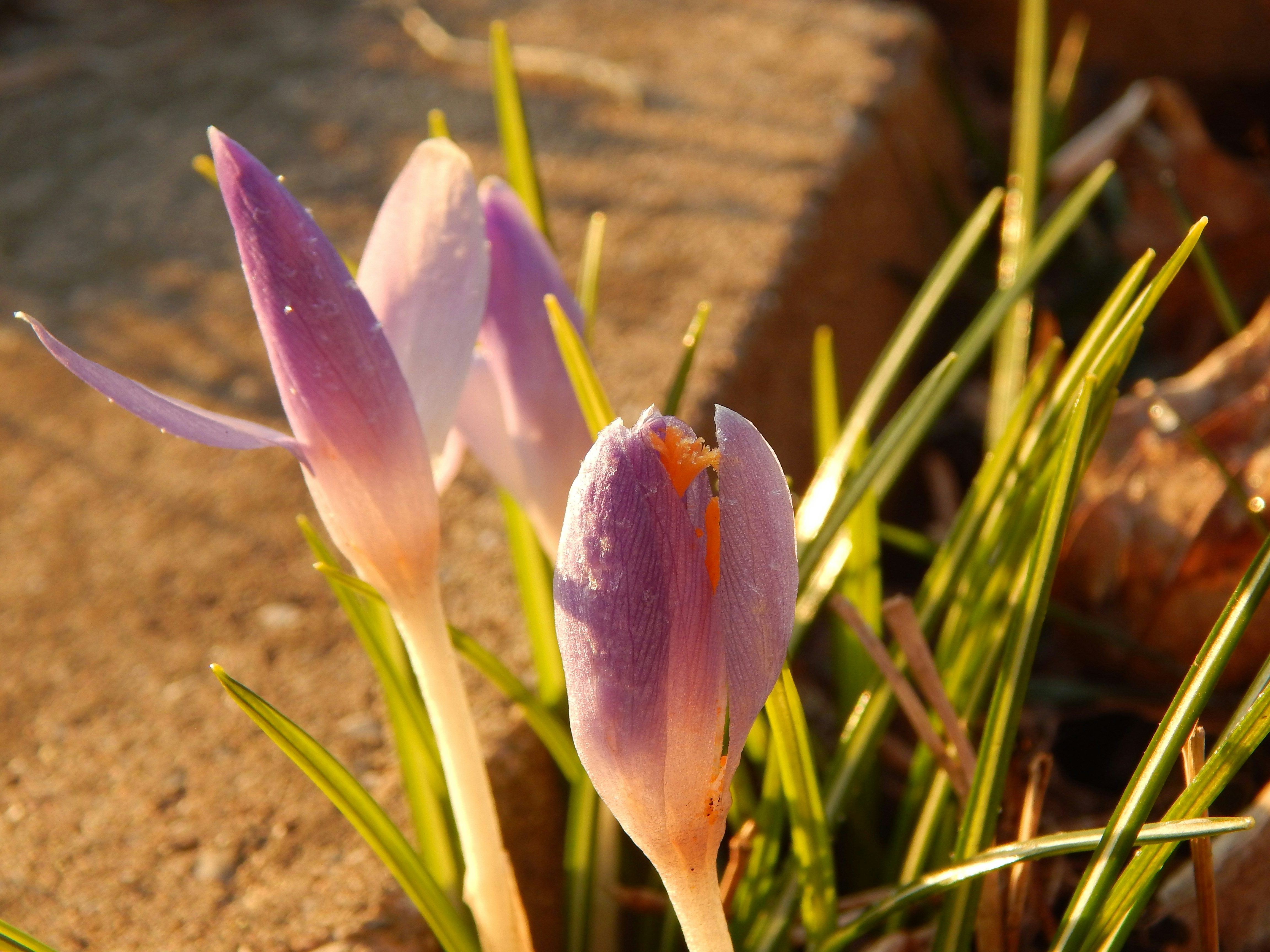 Purple Crocus Close-Up: Tender Buds bathed in golden light