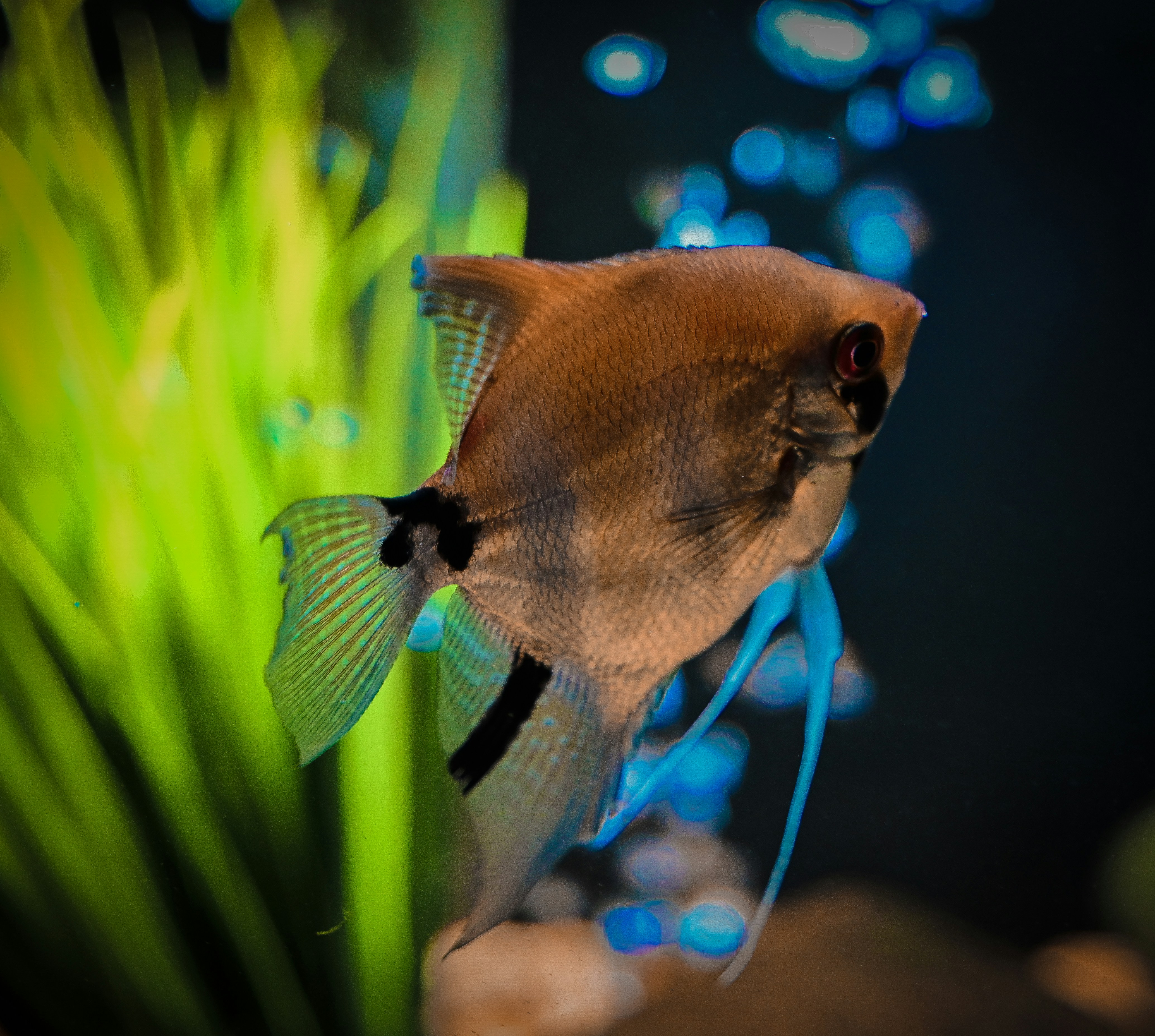 Copper-Brown Angelfish Drifting Through Emerald Foliage under Neon Blue Bokeh