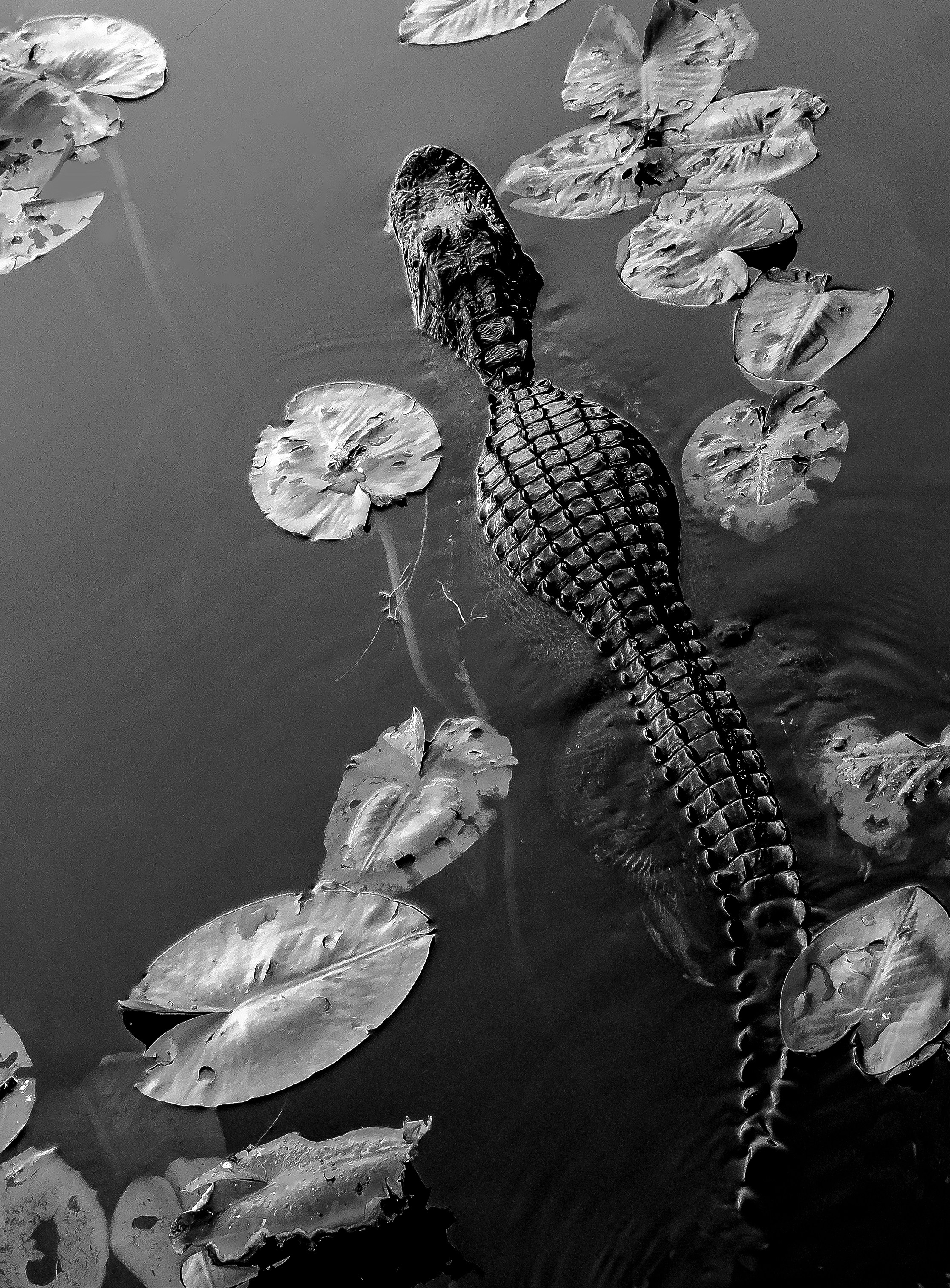 Photo by Sterling Lanier with Canon EOS R