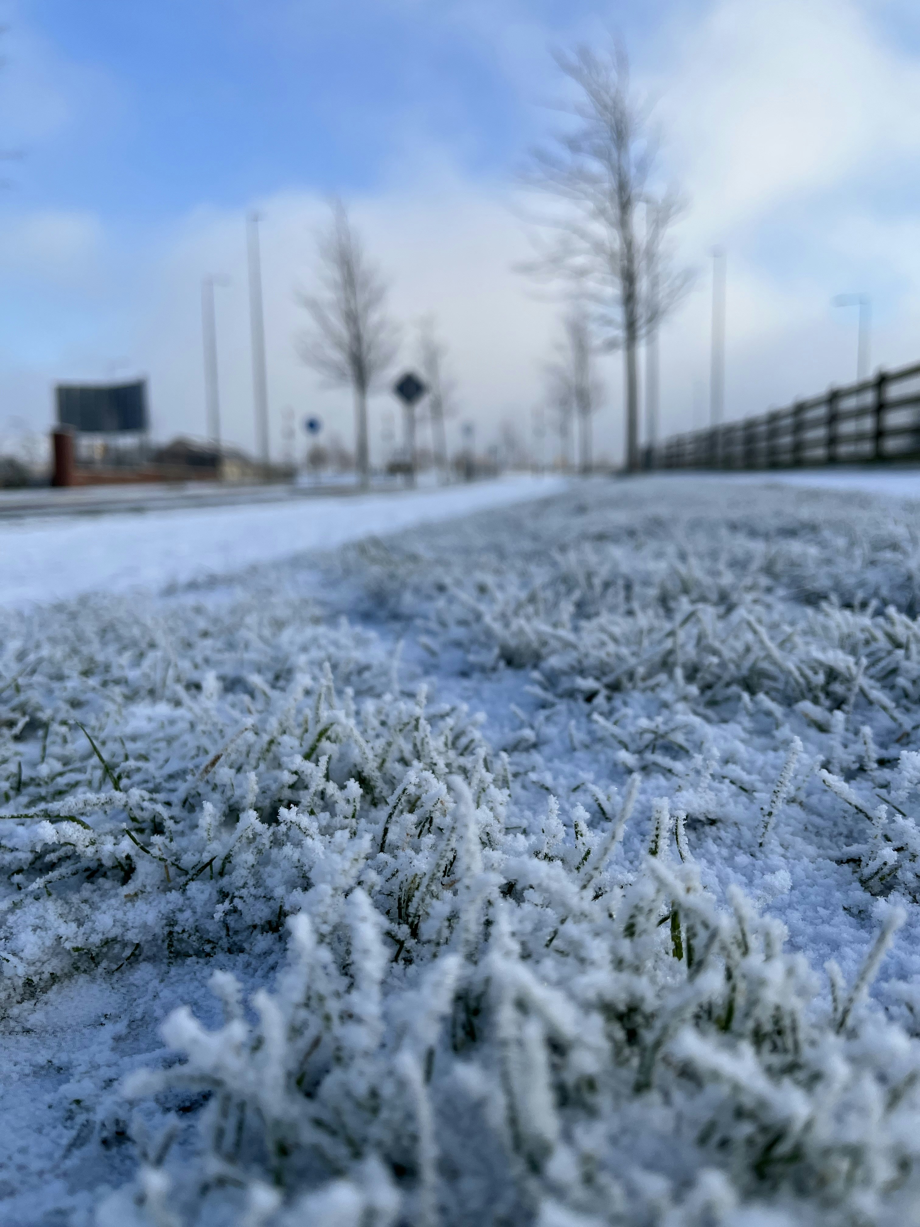 Frost in Focus: Close-Up of Winter Grass Along a Quiet Path