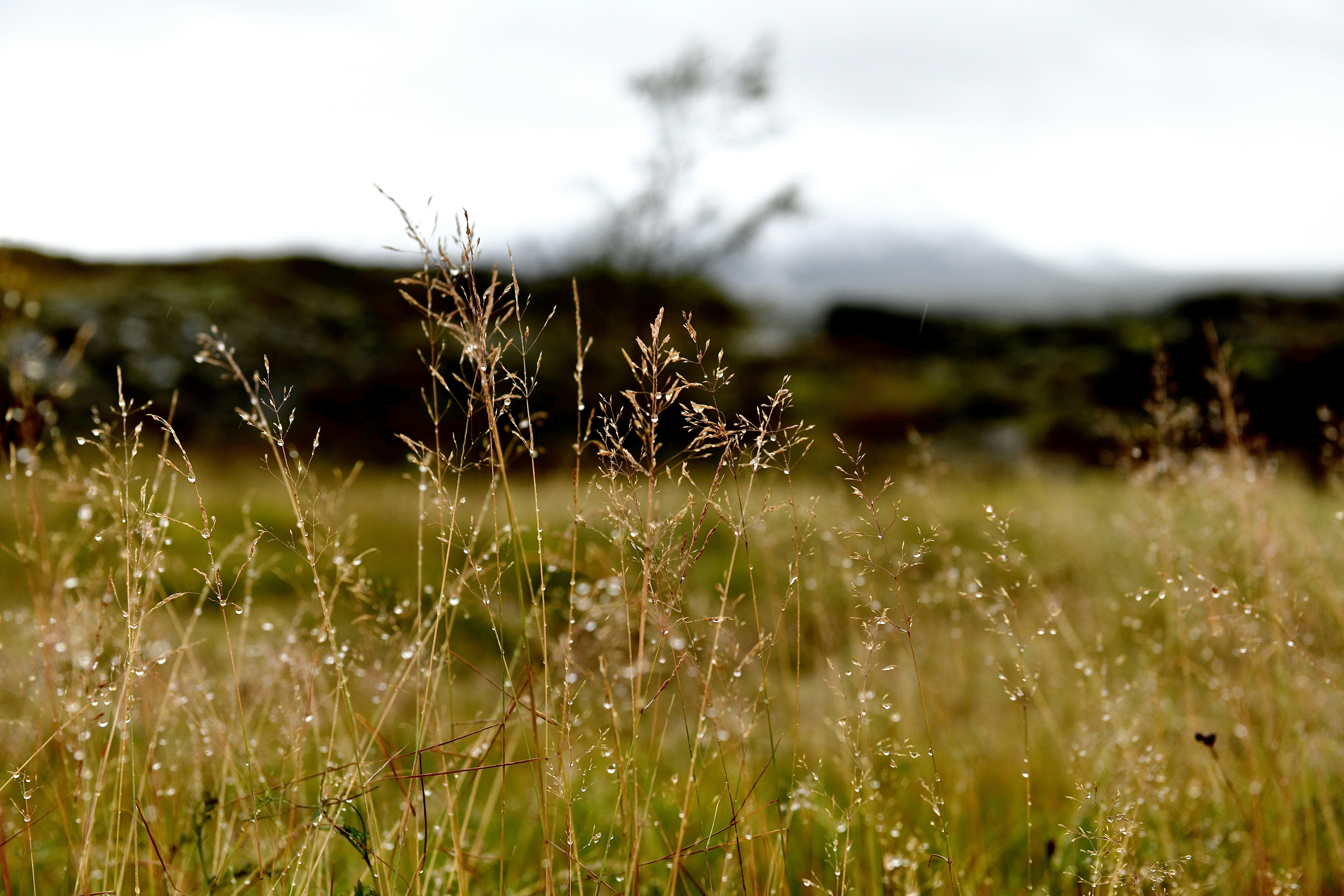 Golden Meadow in Soft Focus Against Distant Hills