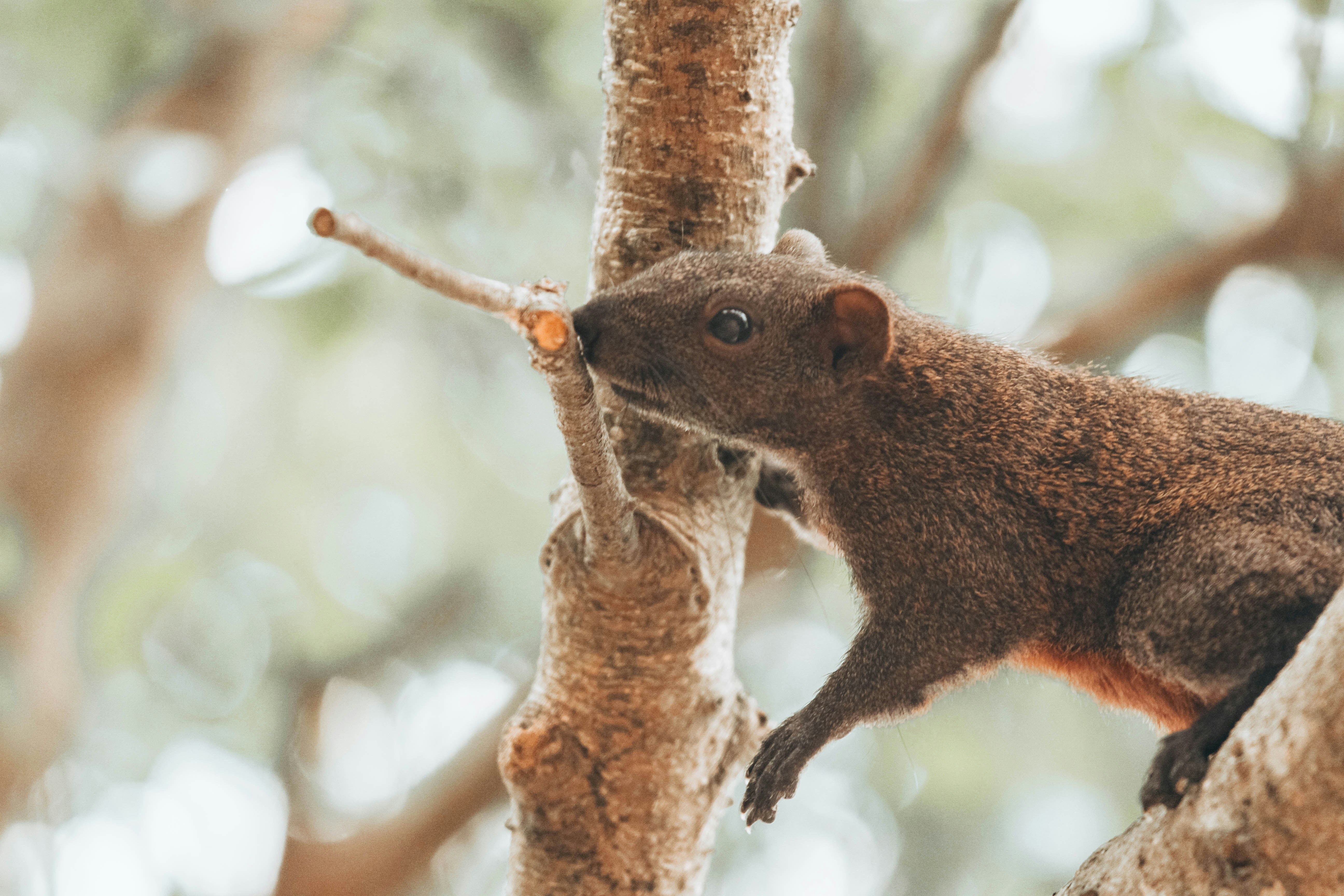 Curious Climber: A Red Squirrels Pressed Adventure among Sunlit Branches