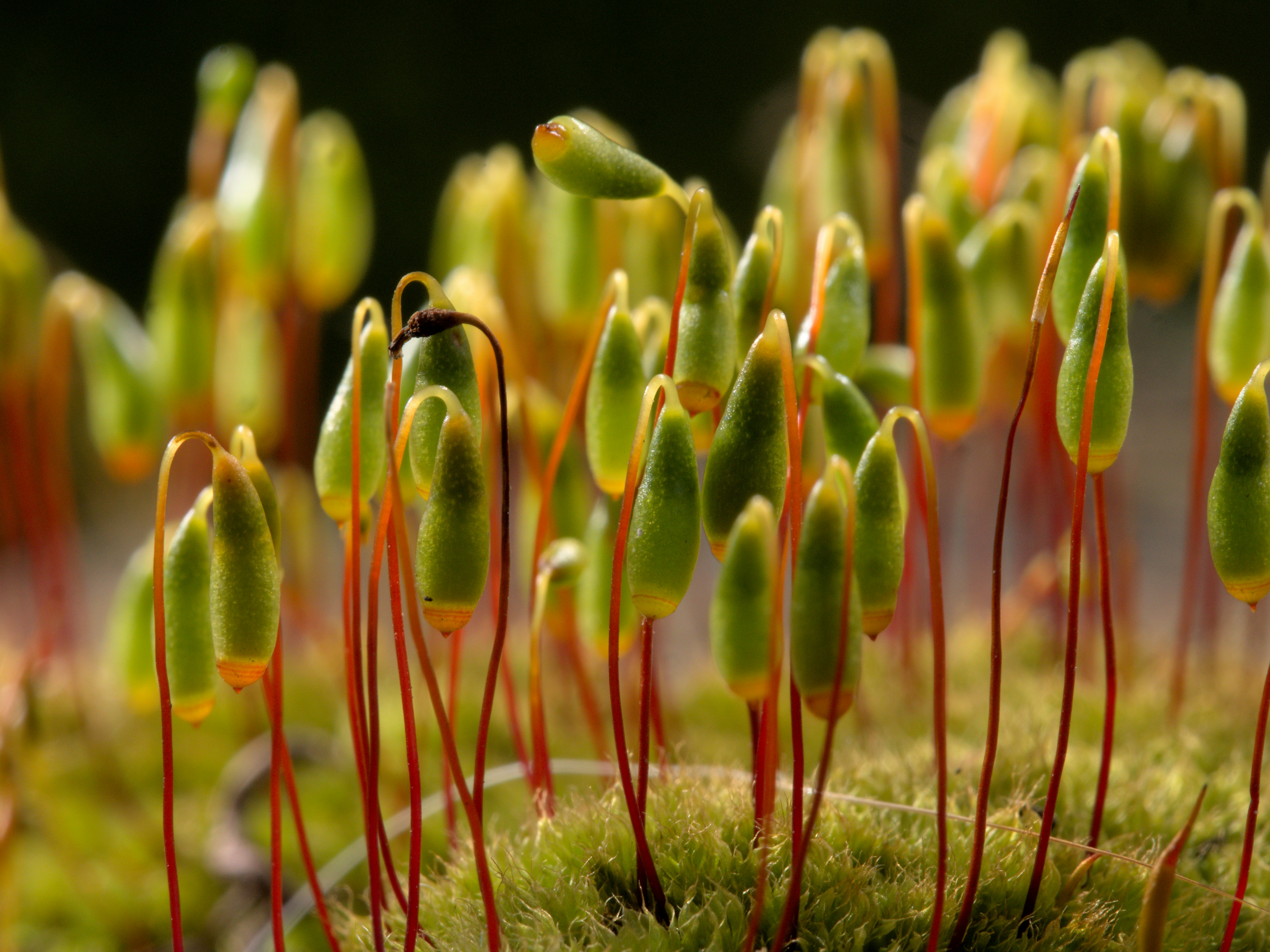 Red-tipped Moss Sporophytes: A Micro-Verse of Emerald Moss