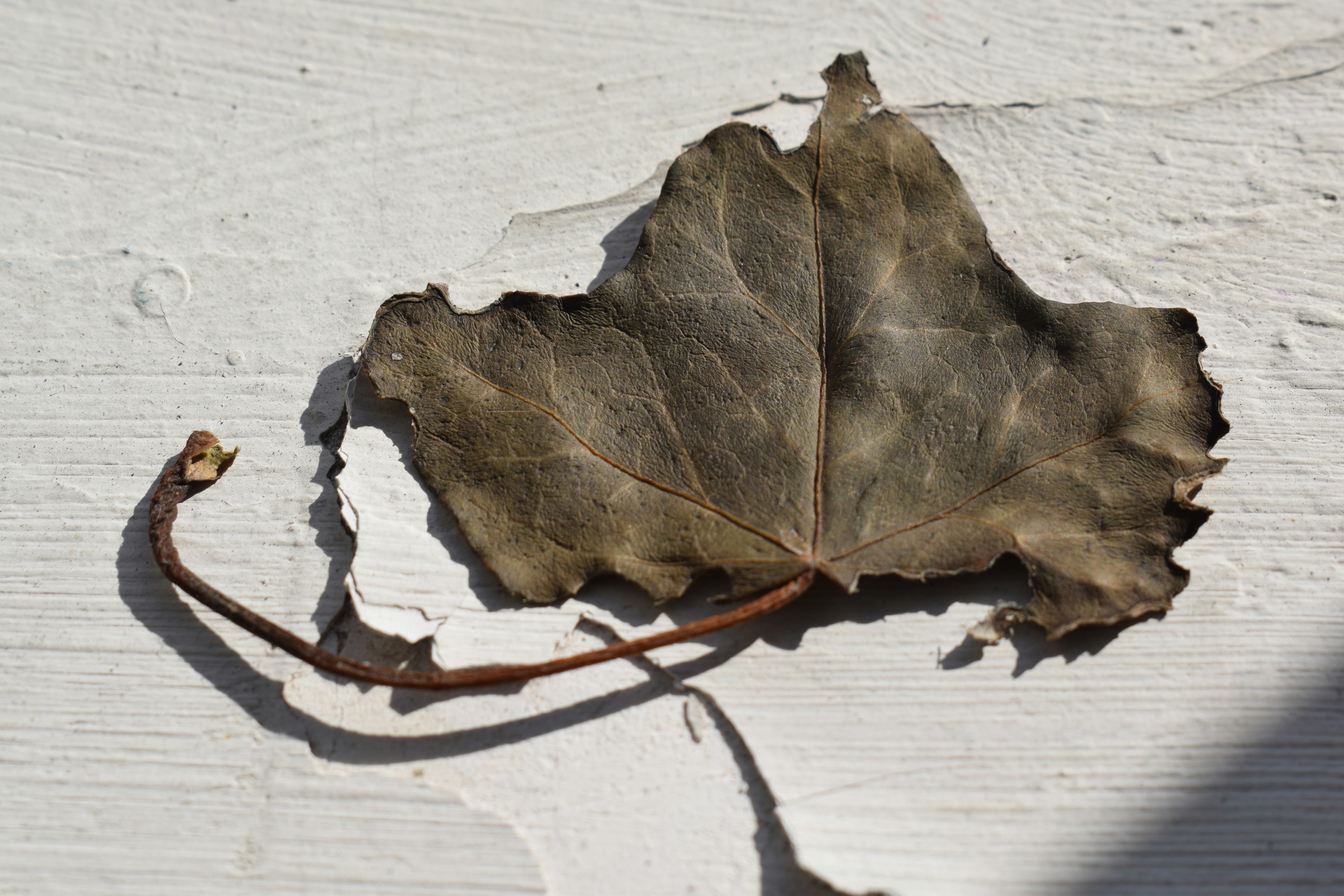 a leaf is laying on a white surface