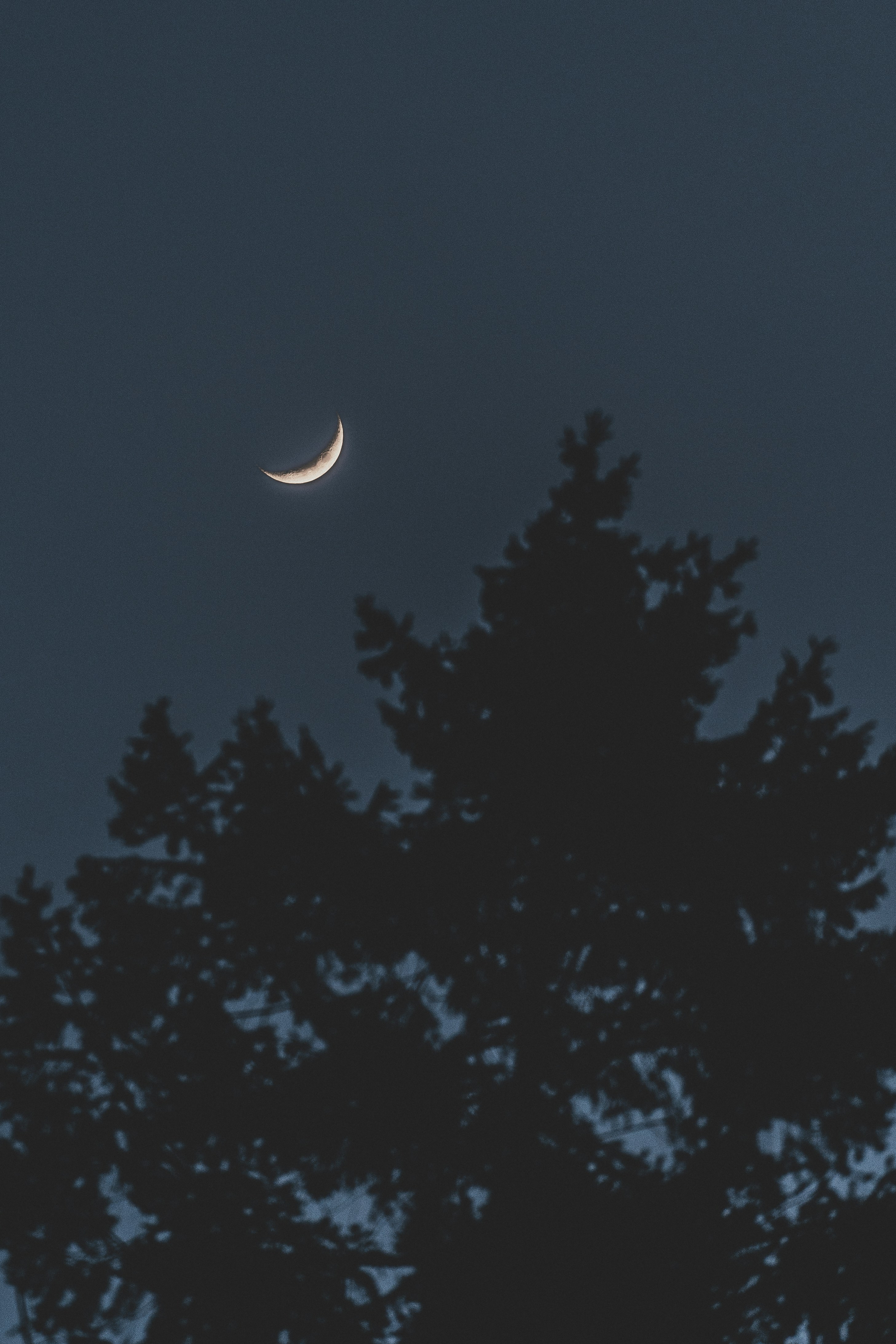 Crescent Over Quiet Pines at Blue Hour