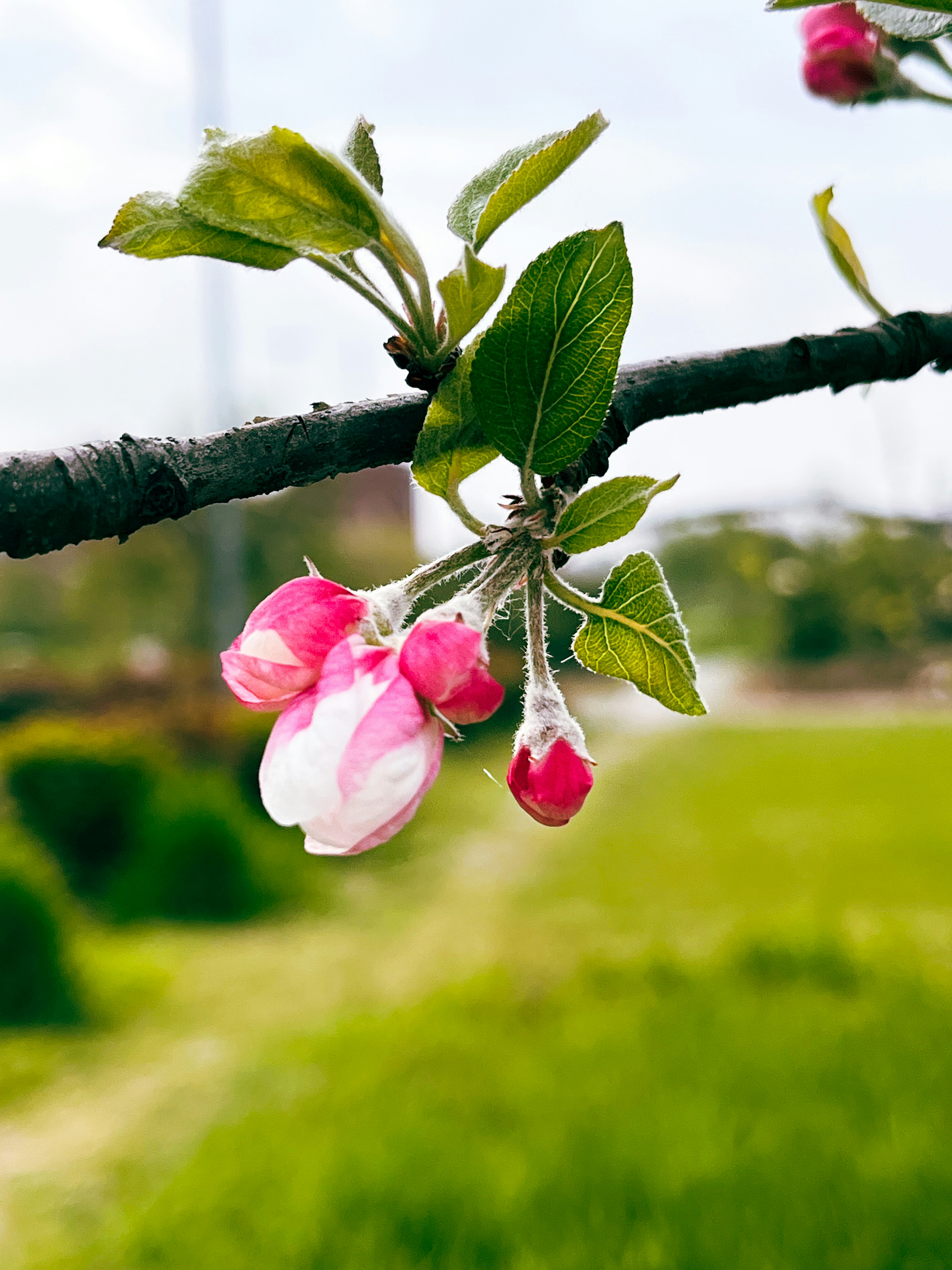 Frost-Kissed Pink Buds on a Sunlit Orchard Branch