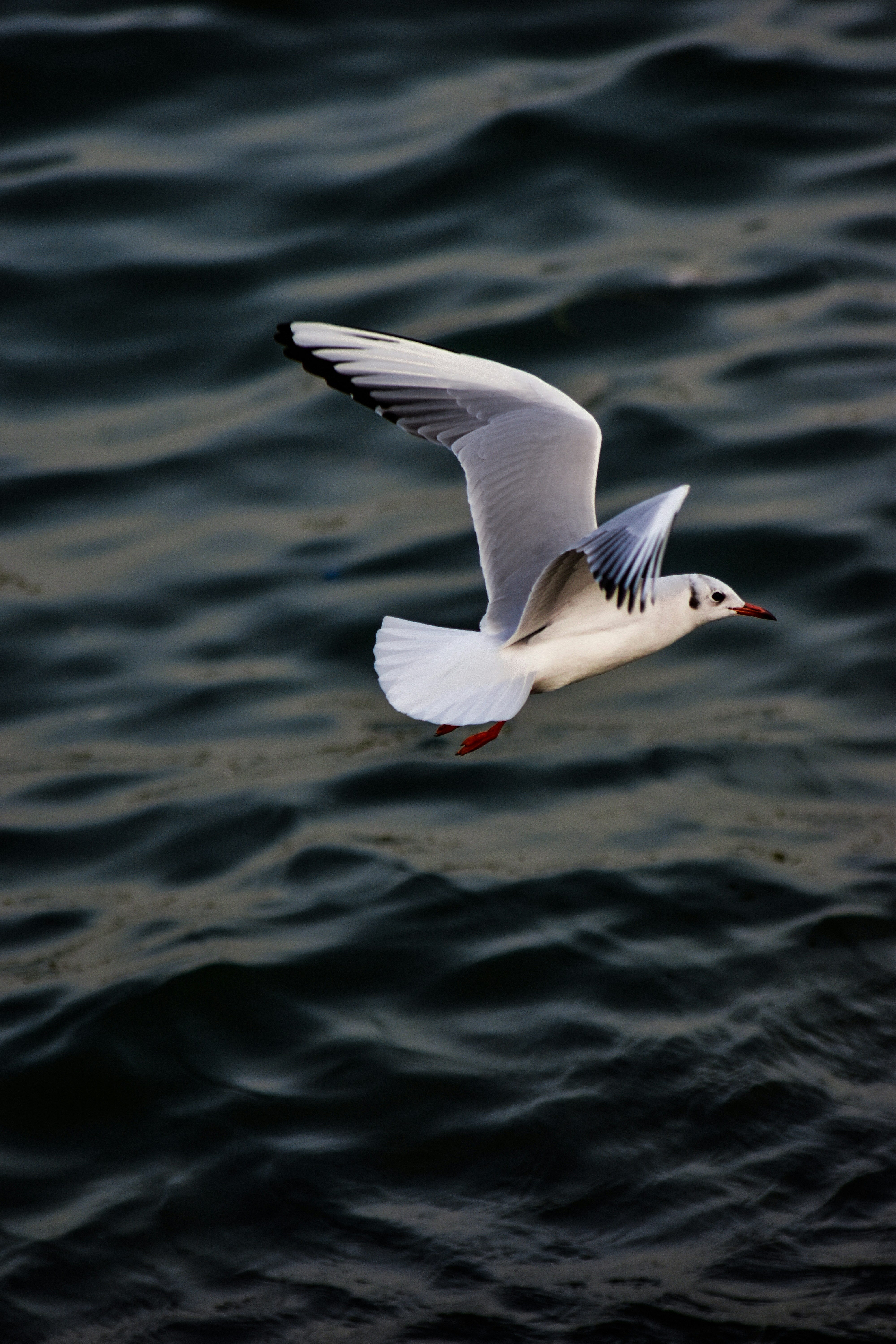 A seagull flying over a body of water photo – Free Animal Image on Unsplash