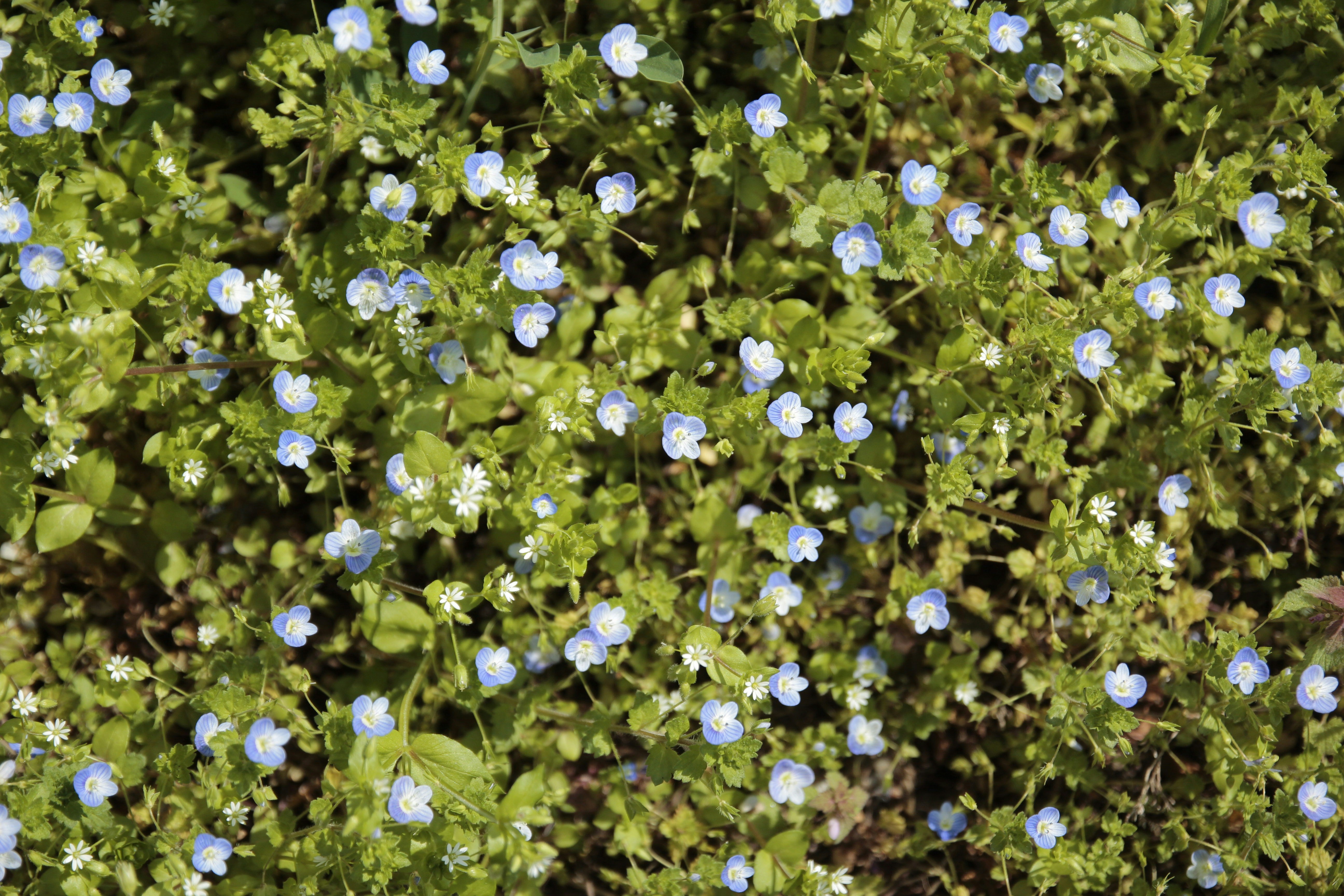 Azure Carpet: Tiny Blue Flowers Scattered Across Lush Green Groundcover