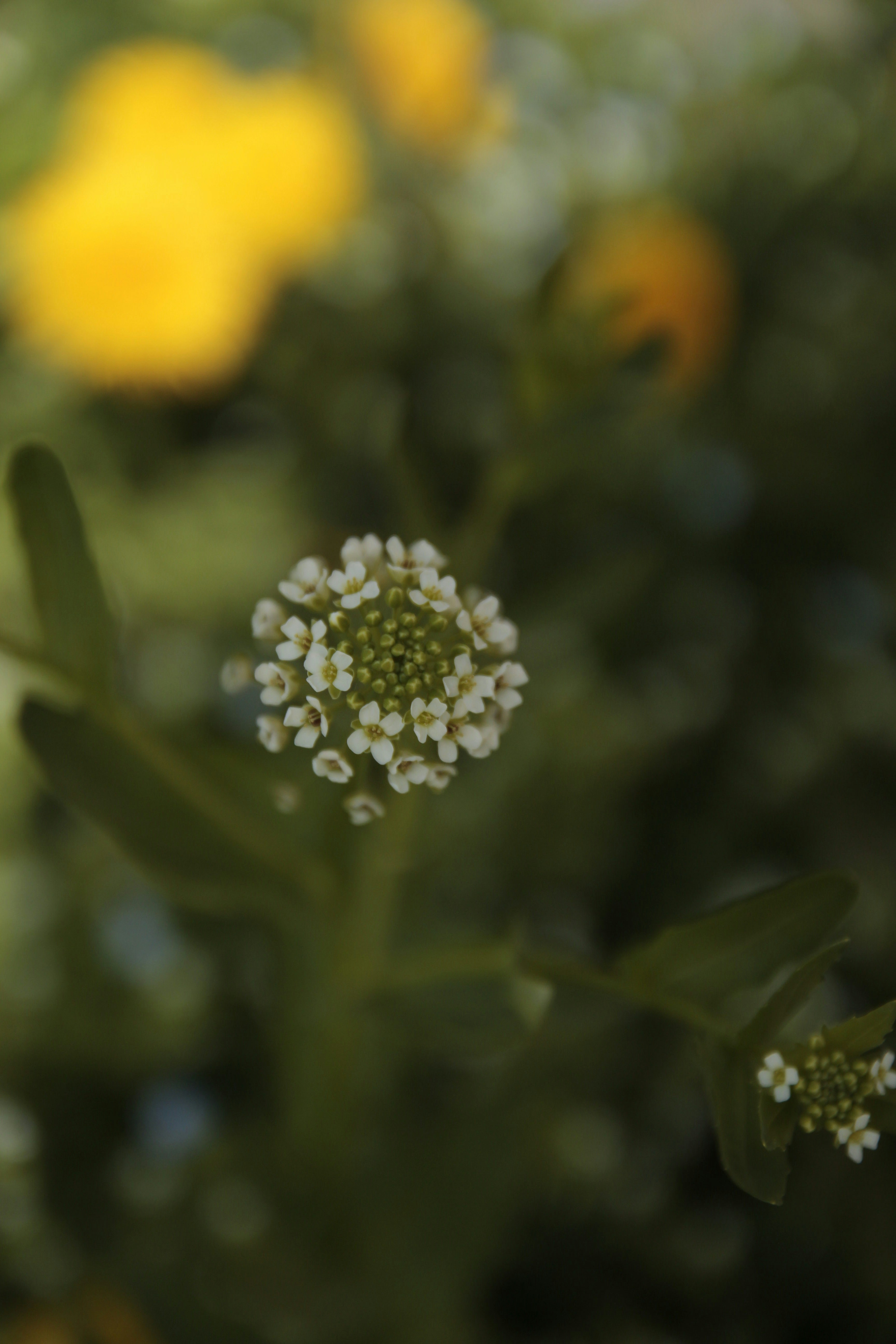 Blooming Spotlight: Center Stage White Crown Against Soft Green Backdrop