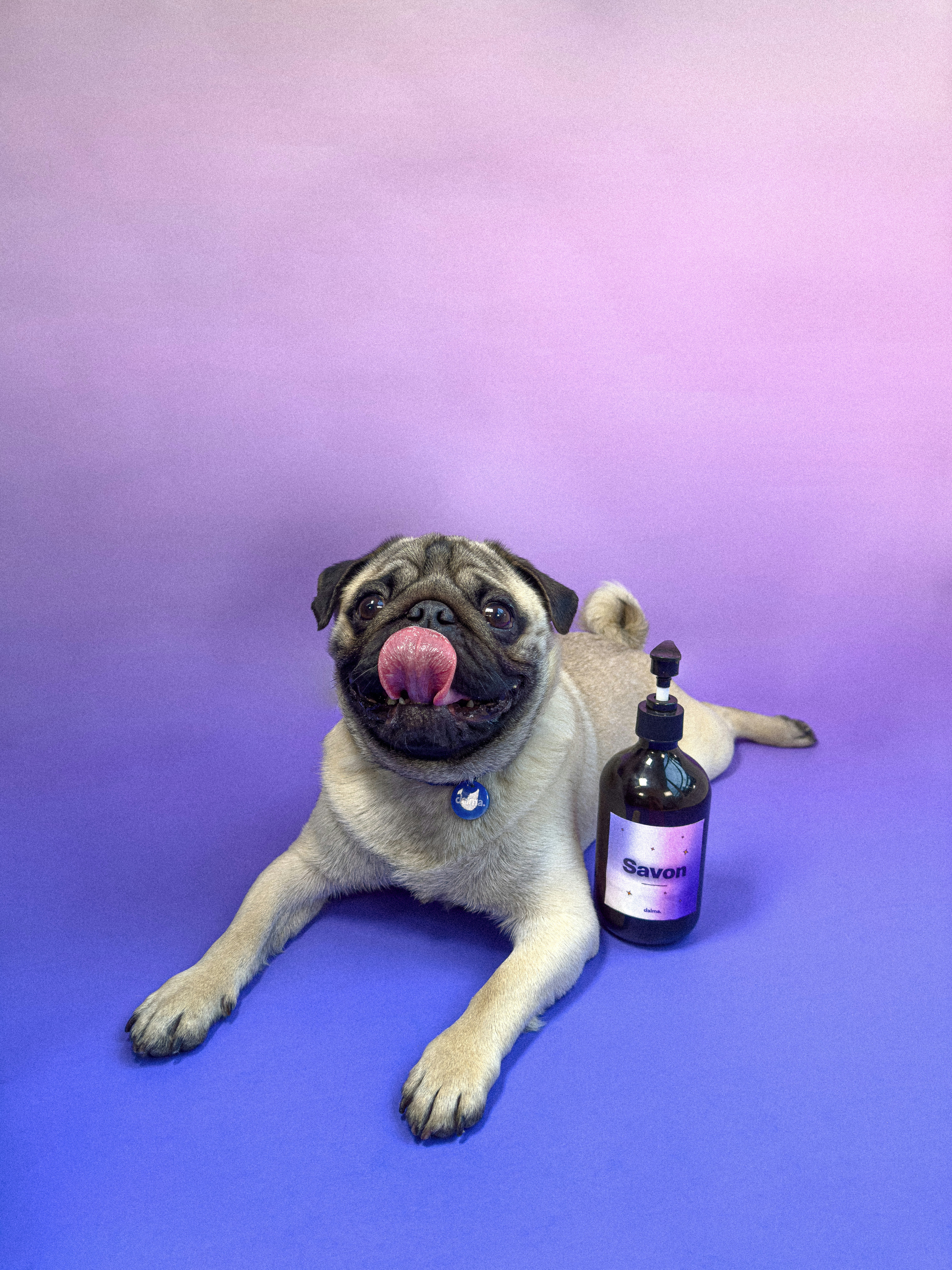 Lavender Studio Pug: A Playful Portrait by the Savon Bottle