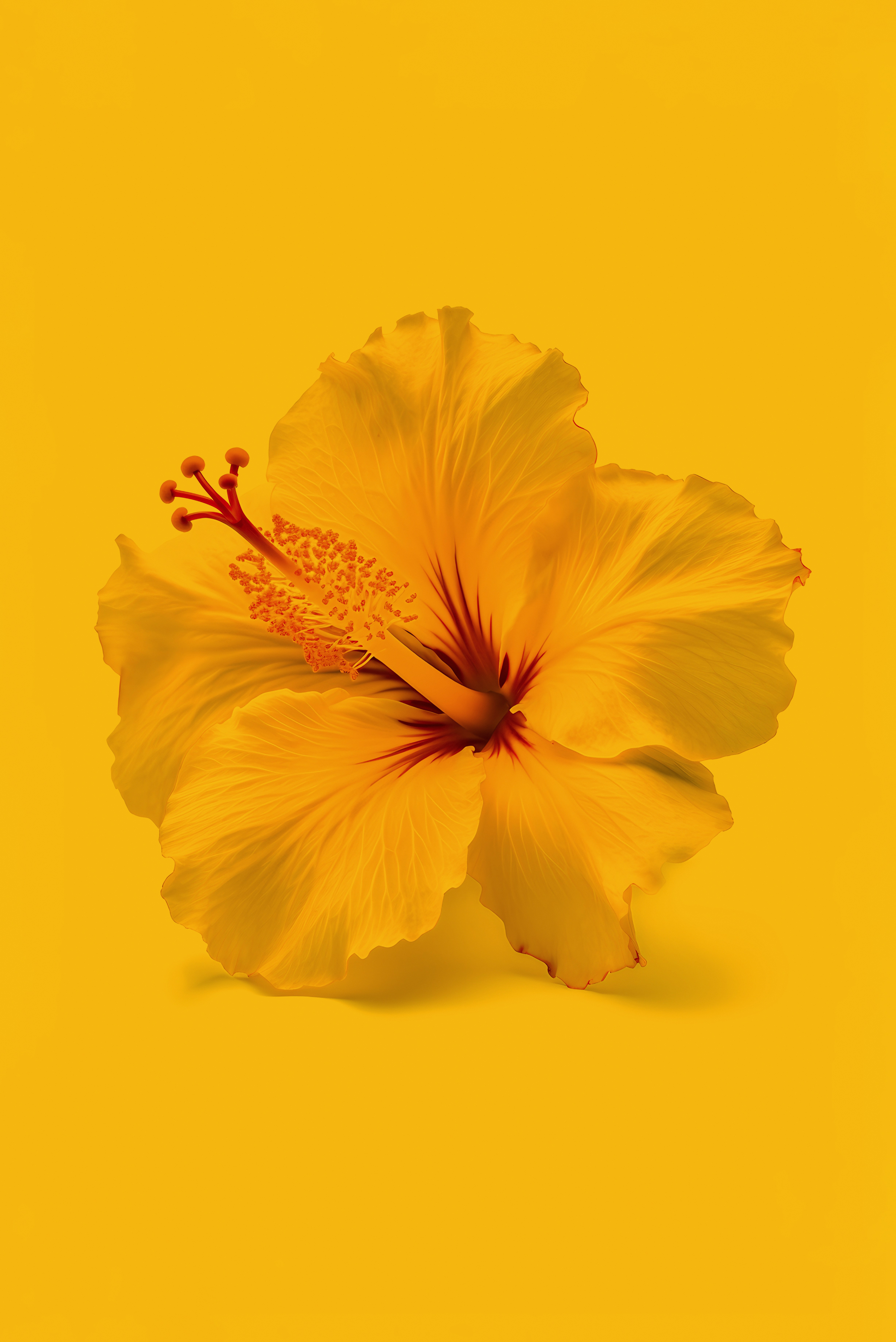 Beautiful Flower Pictures | Download Free Images on Unsplash