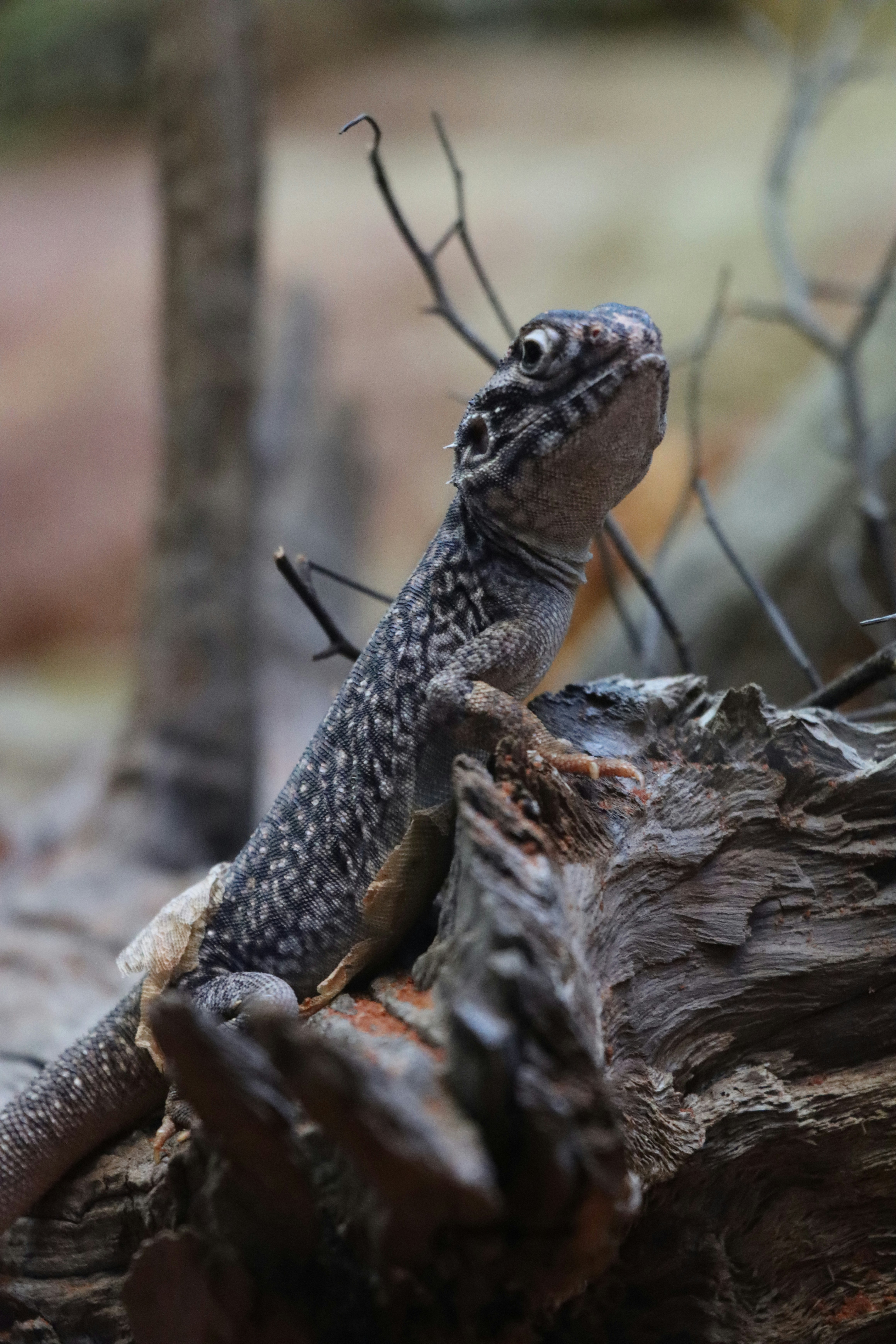 A lizard sitting on top of a tree stump photo – Free Reptile Image on ...