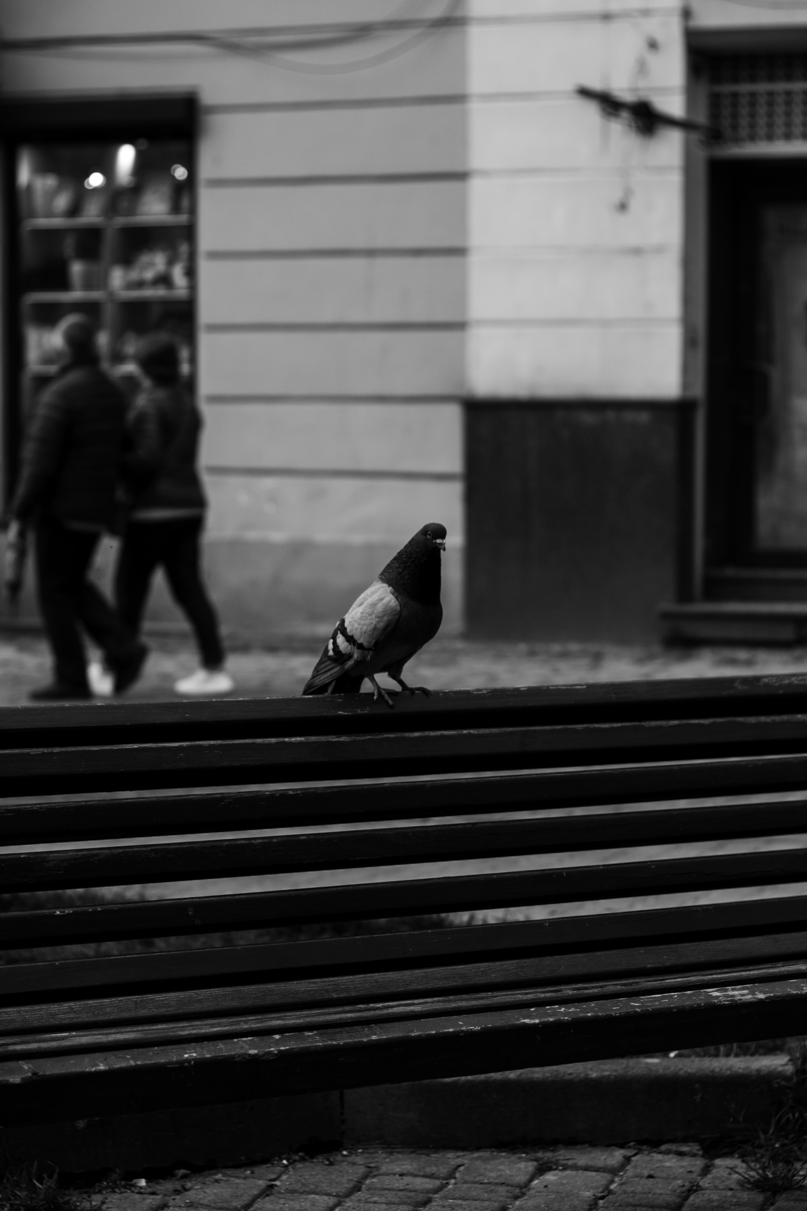 a black and white photo of a pigeon sitting on a bench