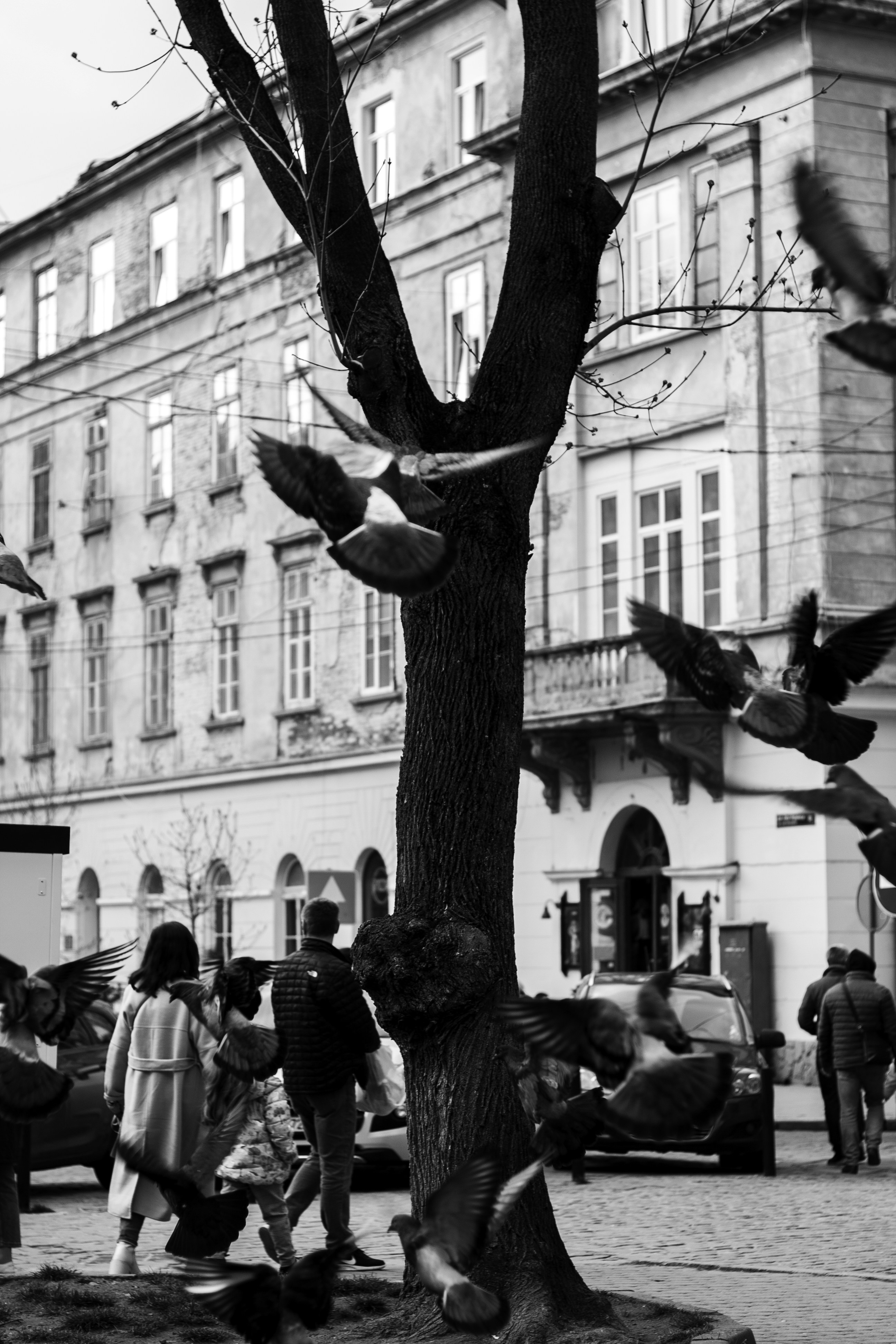 A flock of birds flying around a tree photo – Free Tree Image on Unsplash