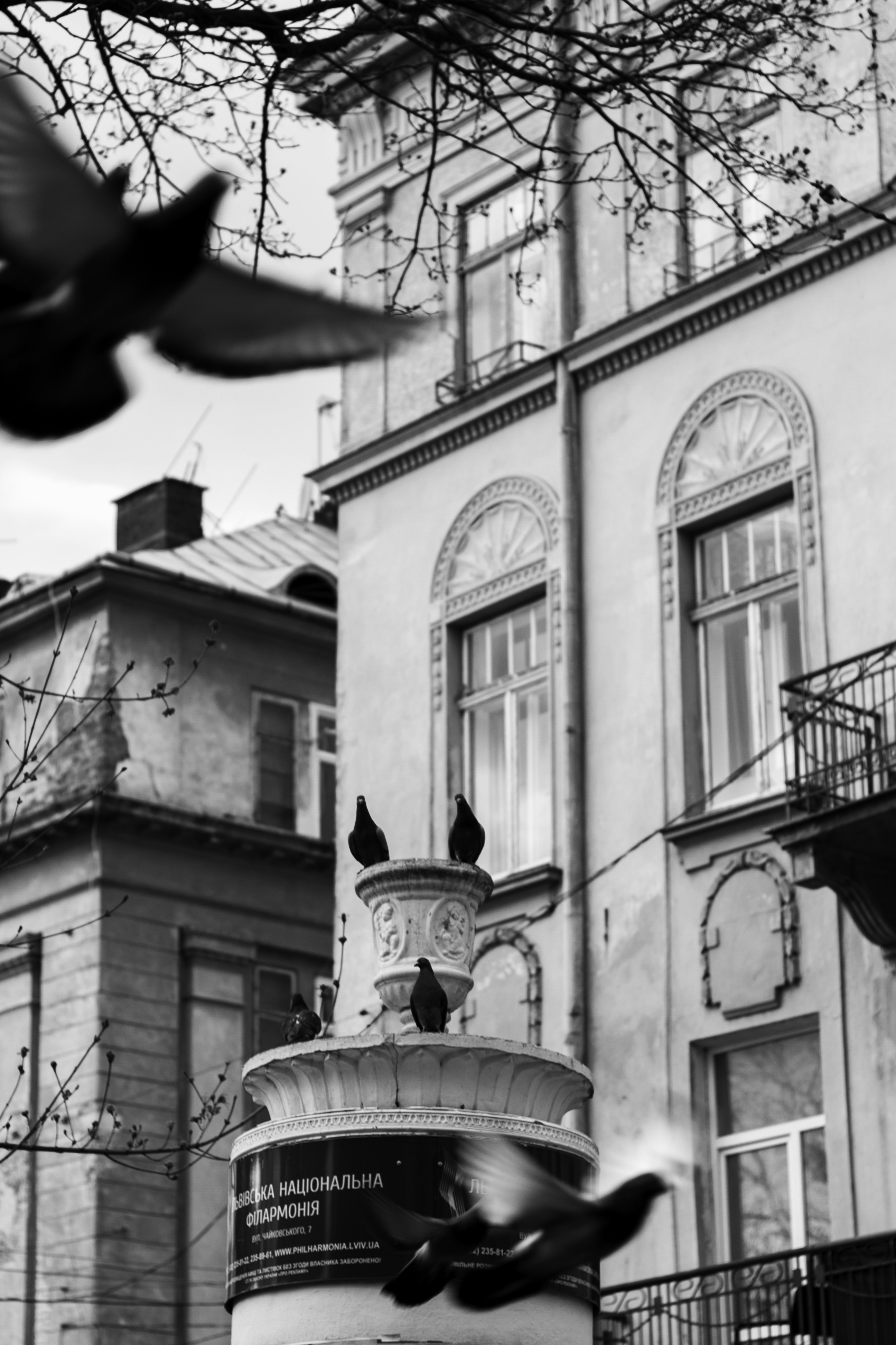Echoes of Stone and Flight: Pigeons at a Classic Courtyard Fountain