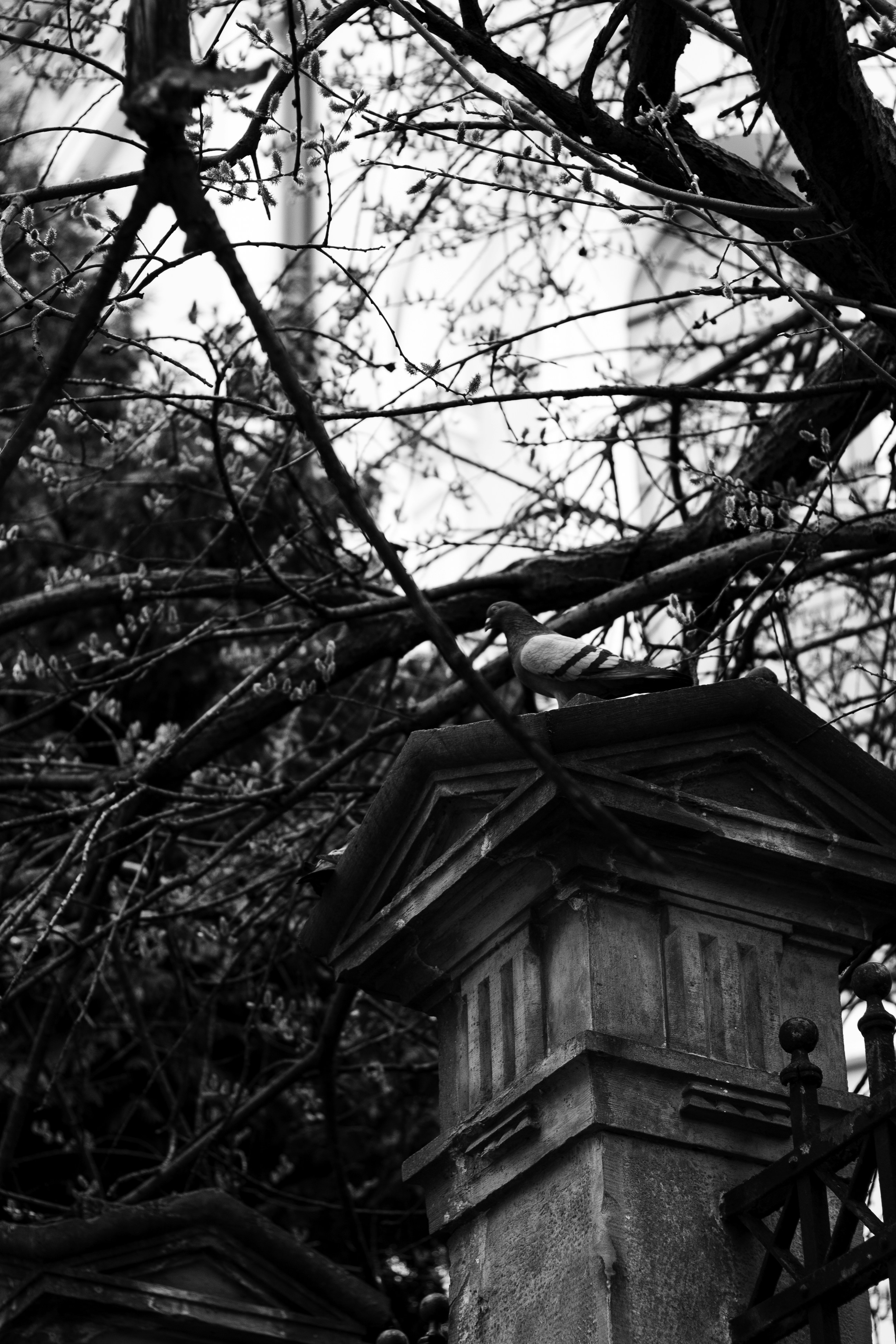 Pigeon Perch Above Weathered Gate in Moonlit Branches
