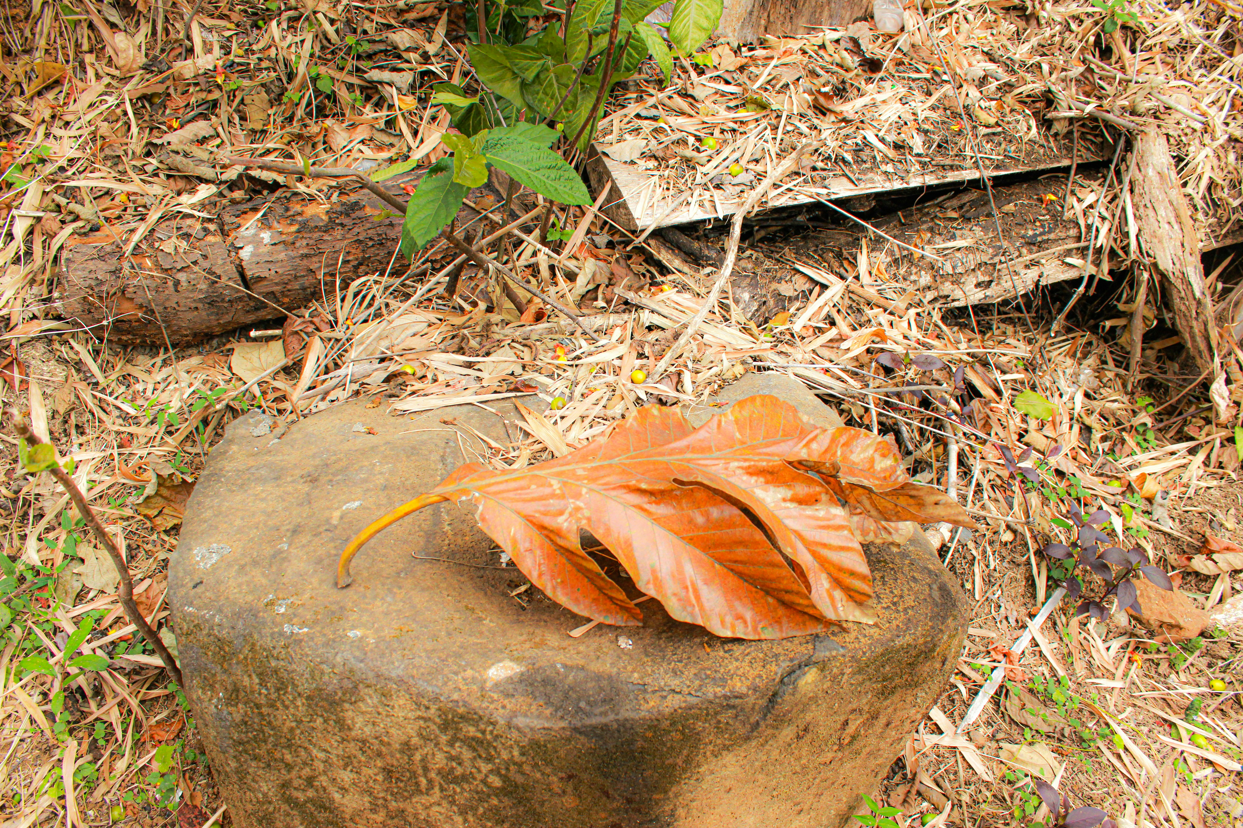 Dry leaf resting on a tree stump surrounded by scattered foliage and earthy textures.